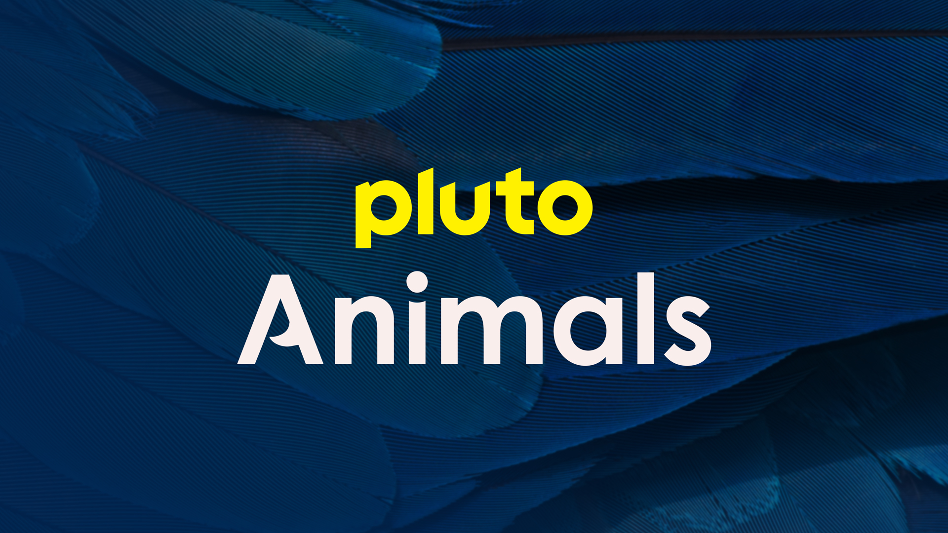Pluto TV Animals - Jetzt Live TV anschauen - Pluto TV