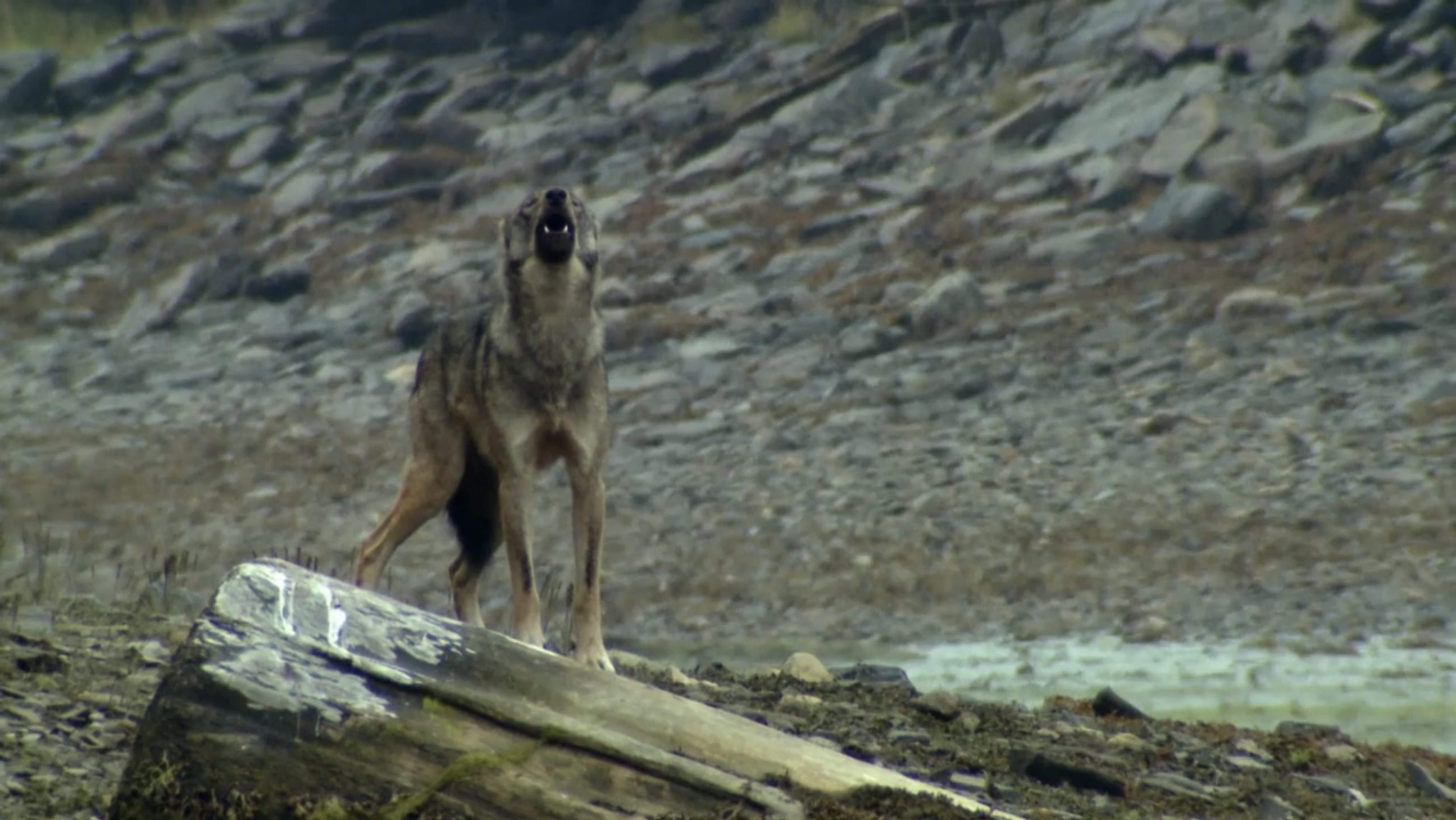 Watch The Wolf Marine Mammal for Free Online | Pluto TV