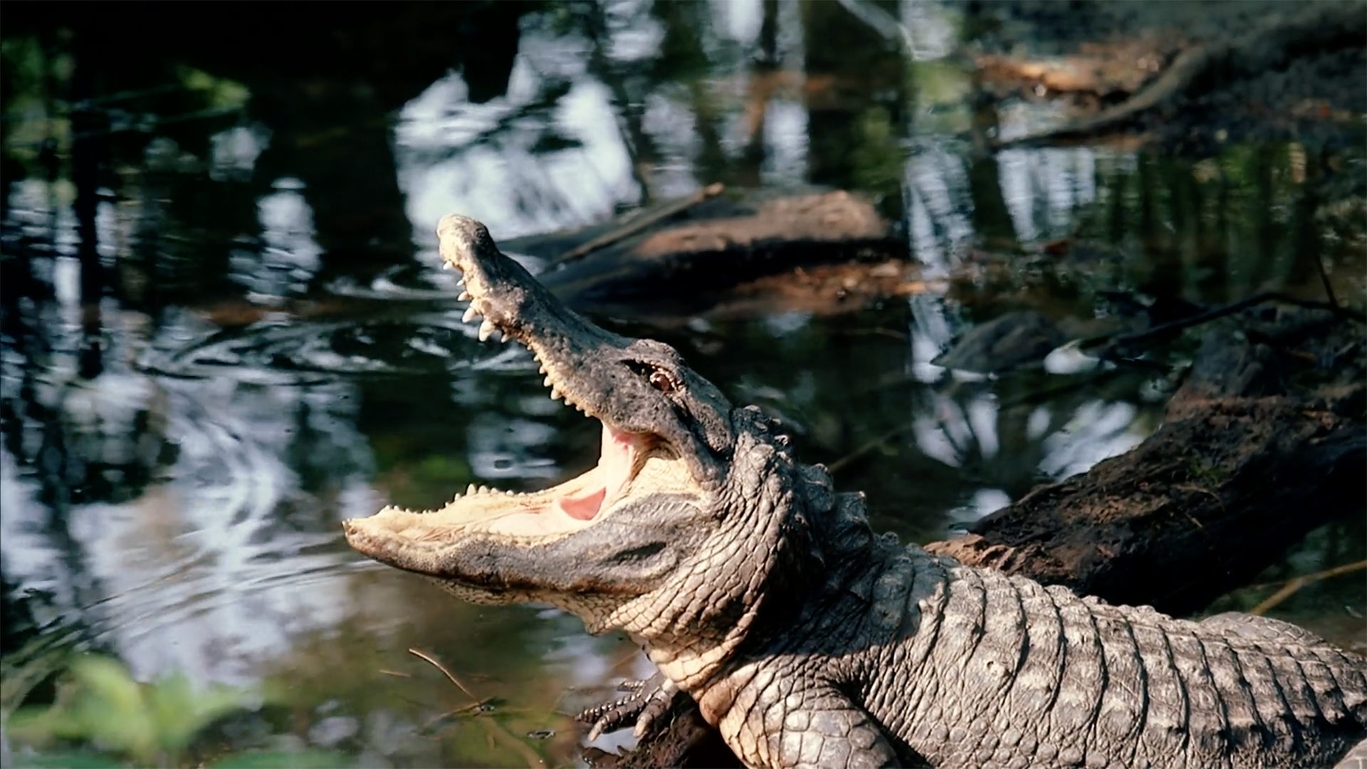 Watch Hurricane on the Bayou on demand for free! - Pluto TV