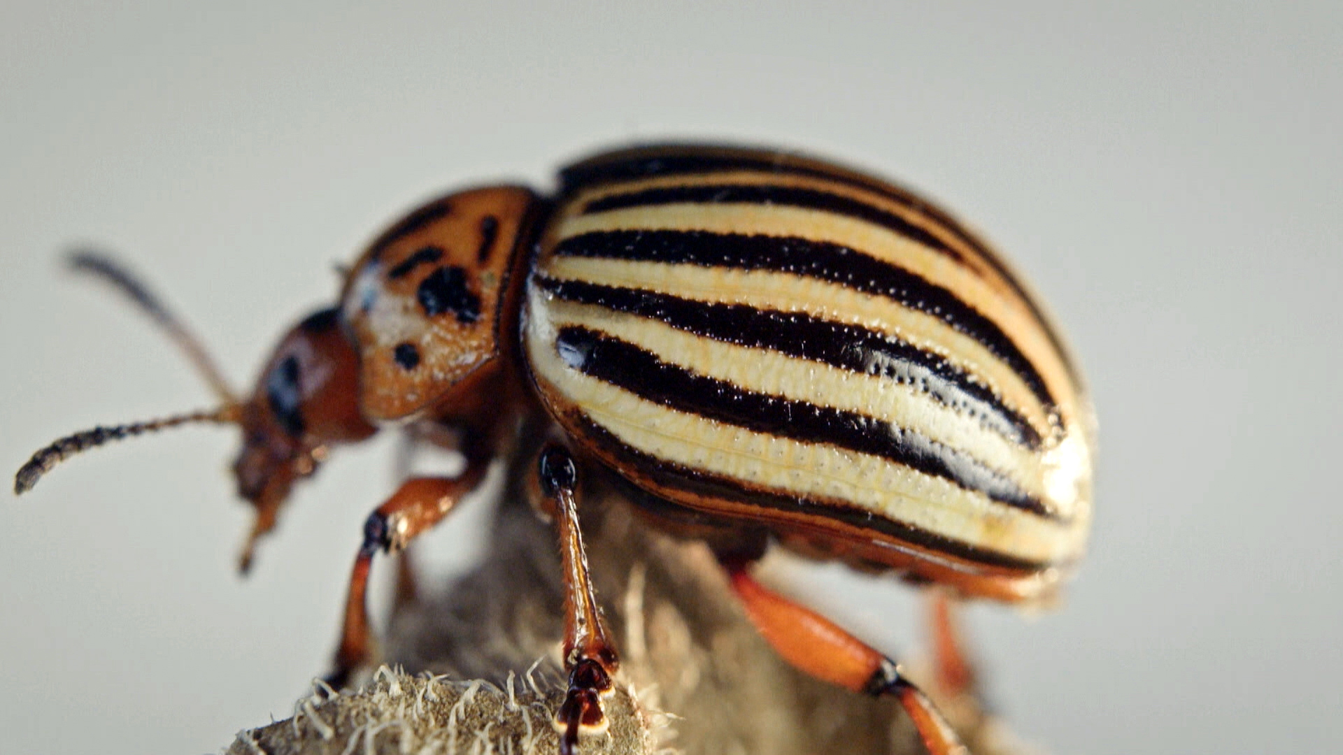 Watch Bugs: Nature's Little Superheroes (2016) for Free Online | Pluto TV