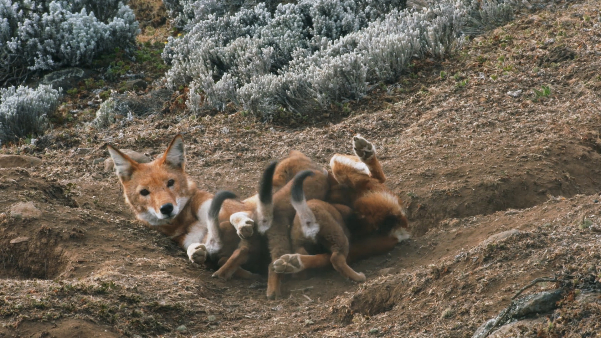Watch Megeti: Africa's Lost Wolf (2017) for Free Online | Pluto TV