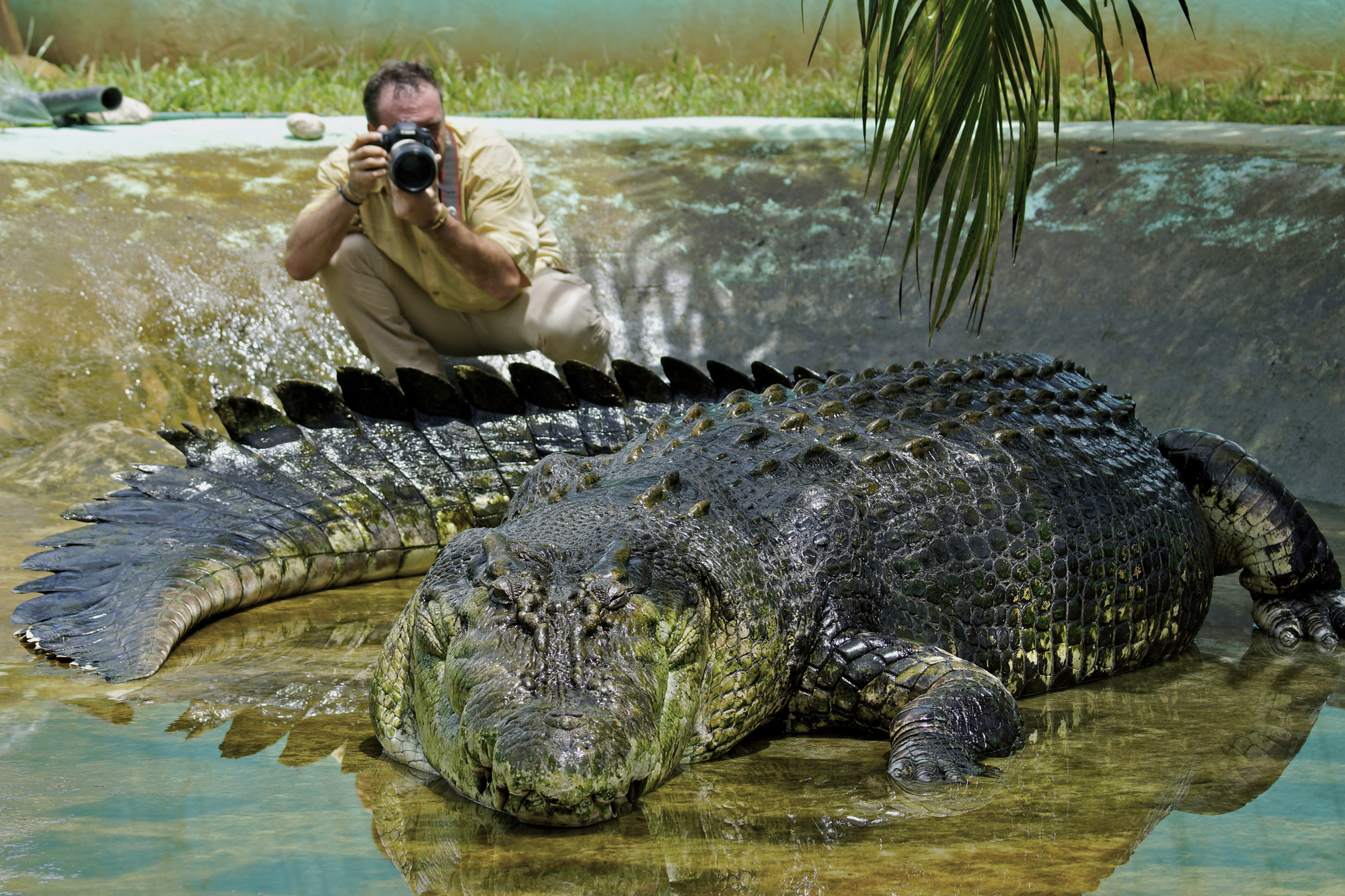 Watch Chasing the Giant Croc (2013) for Free Online | Pluto TV