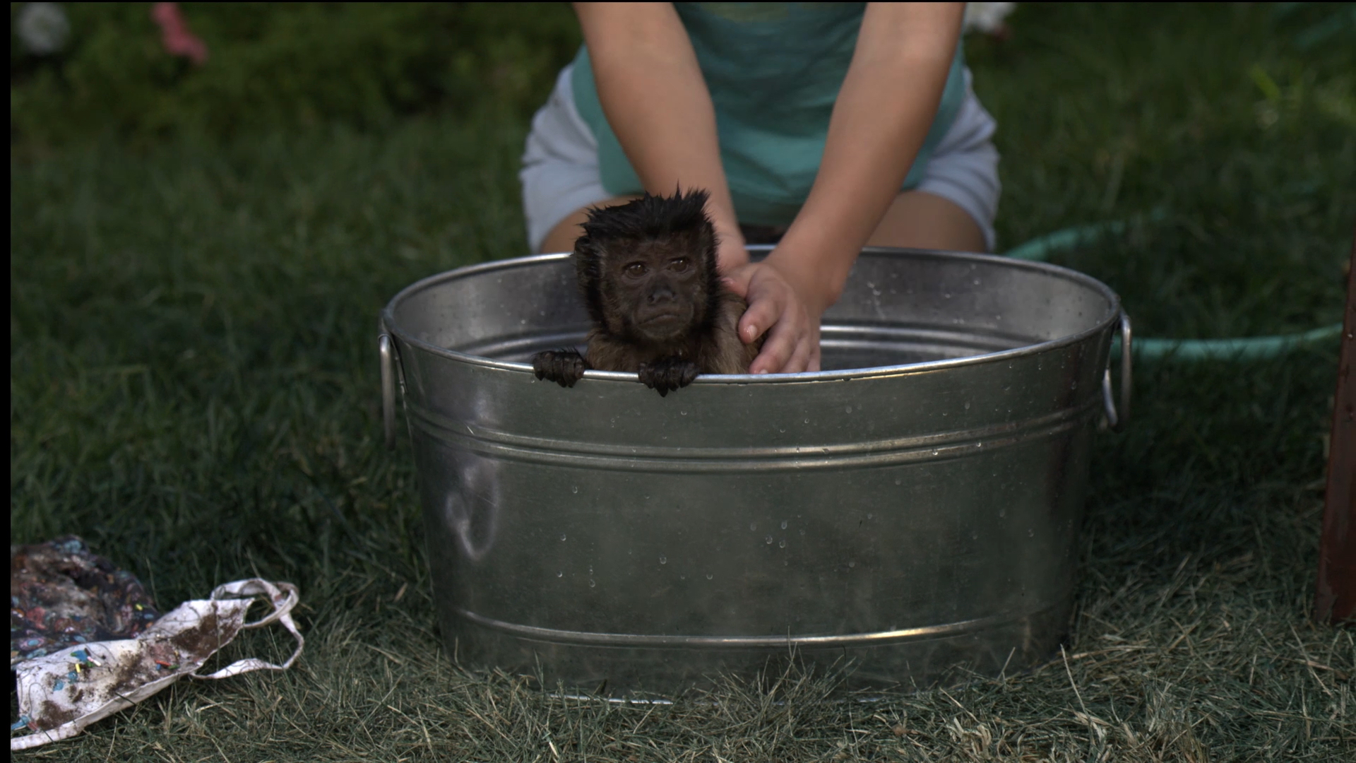 Watch Gibby for Free Online | Pluto TV