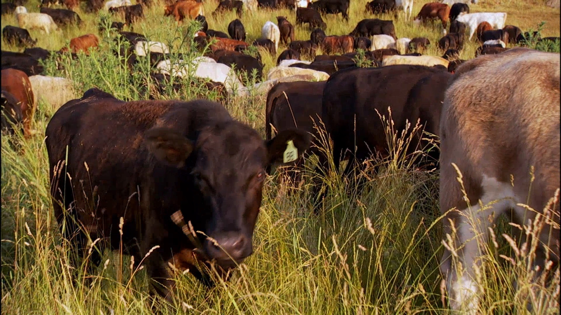 Watch Food, Inc. on demand for free! - Pluto TV