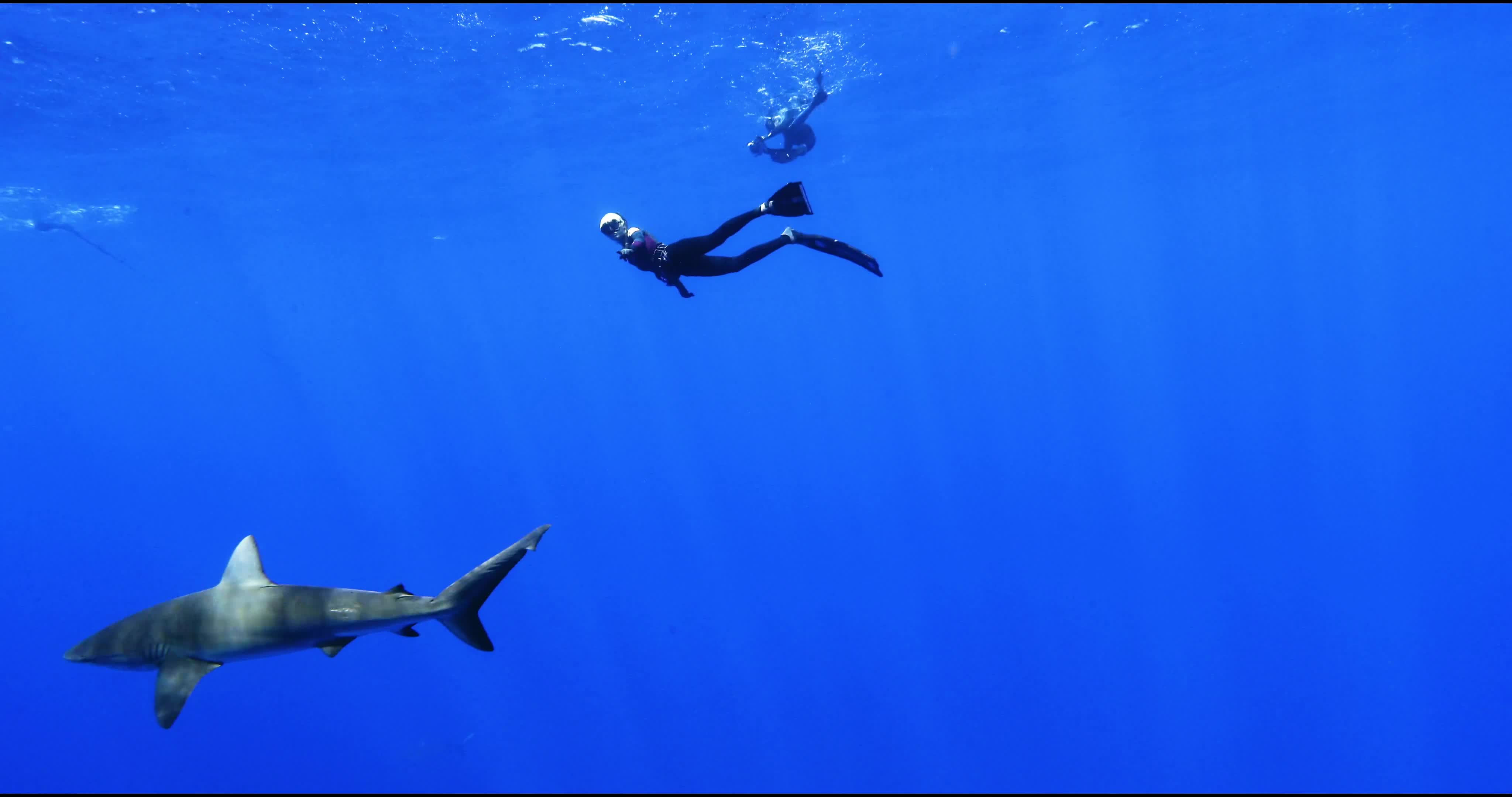 Watch Saving Jaws for Free Online | Pluto TV