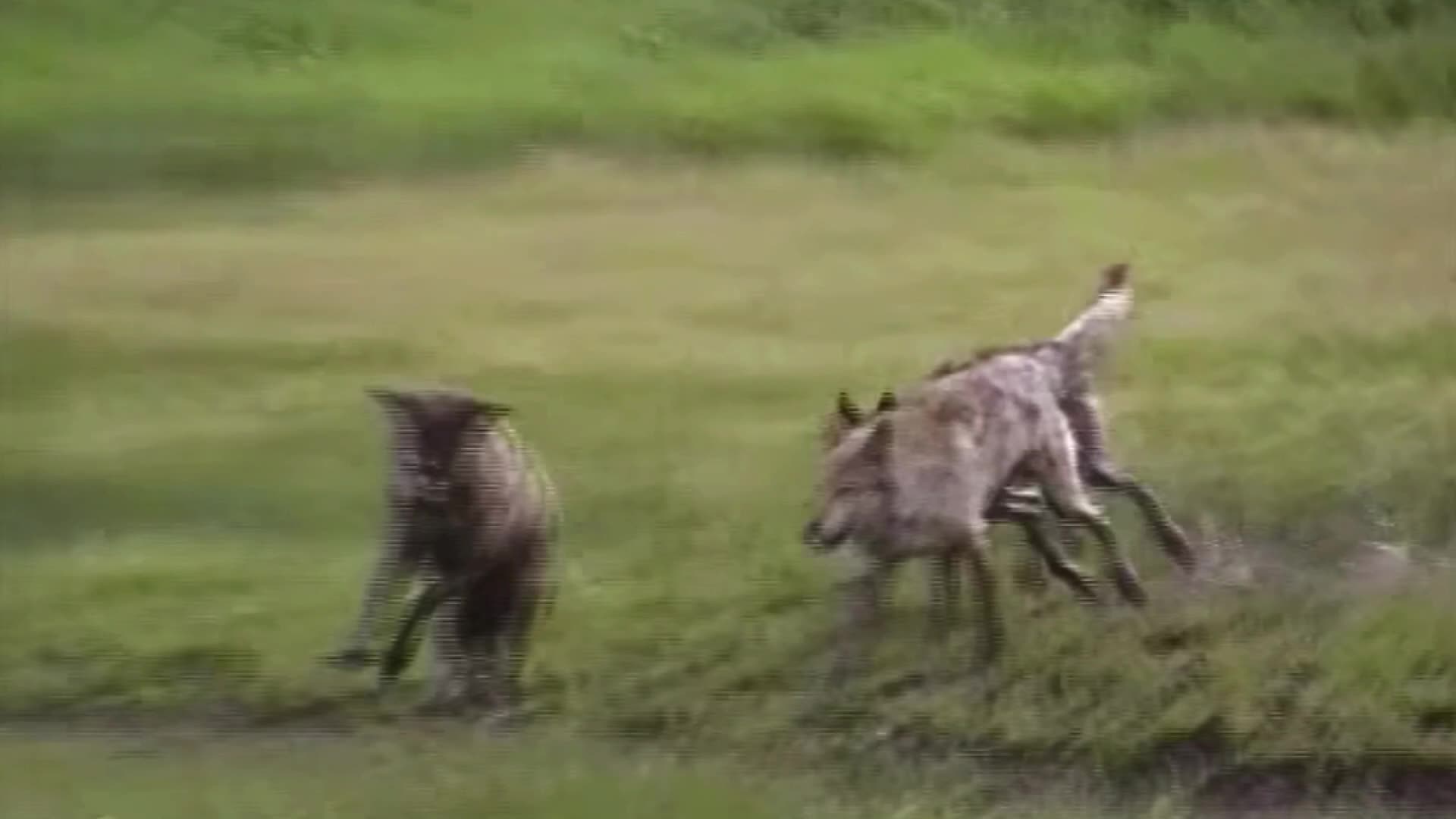 Watch The Trouble With Wolves for Free Online | Pluto TV