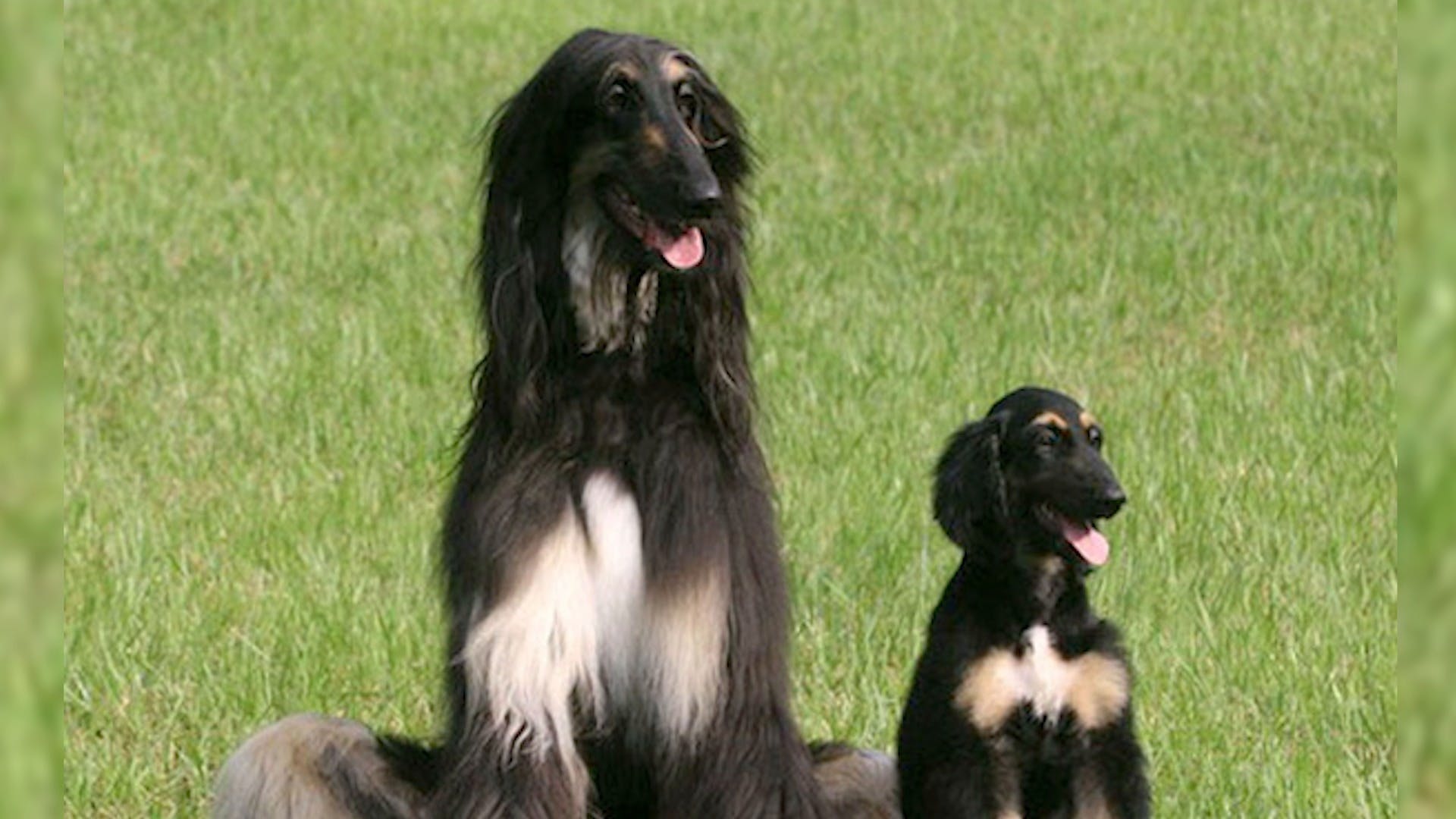 Meet The Breeds sur Pluto TV