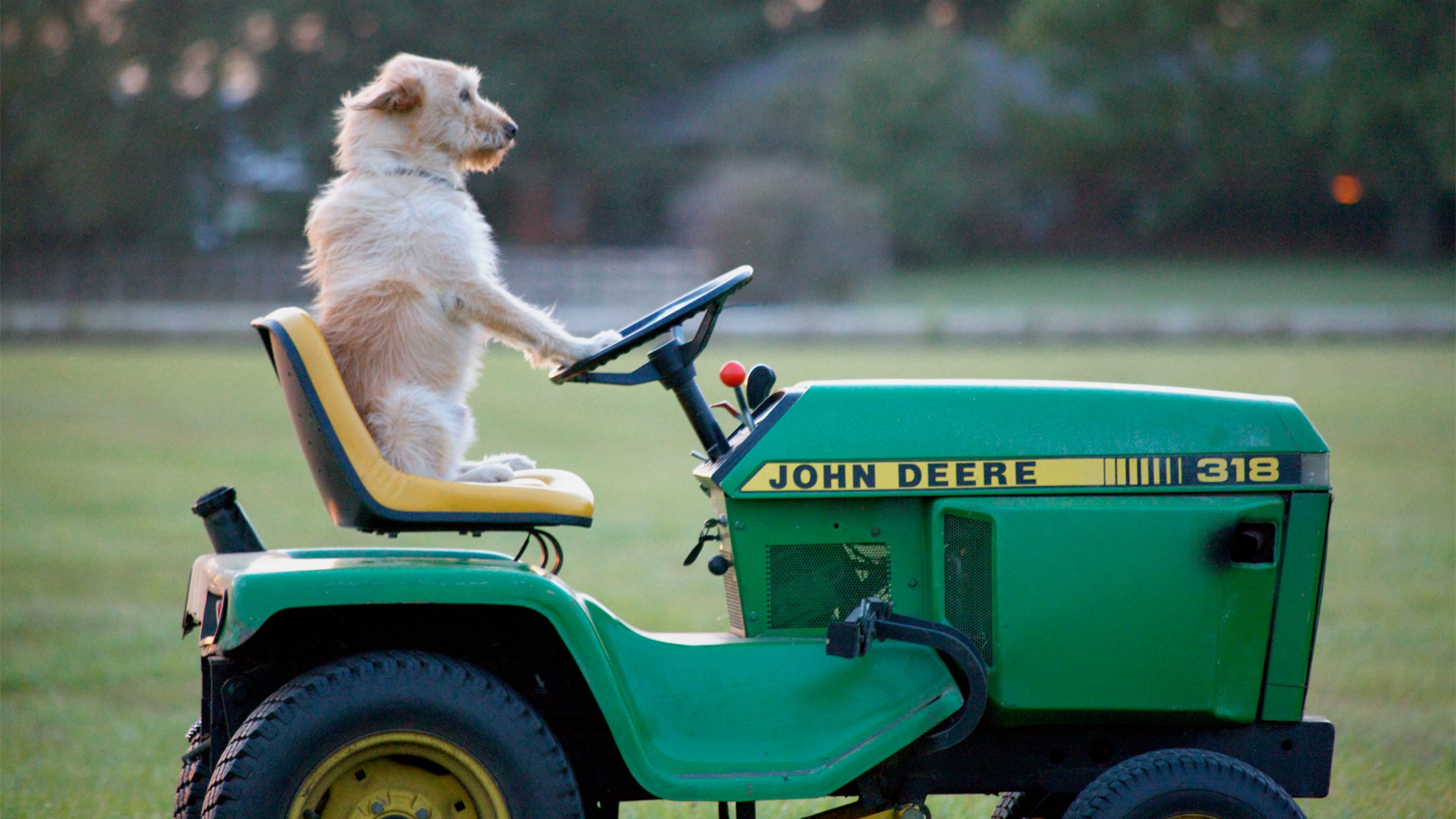 Ver Smitty gratis en línea | Pluto TV