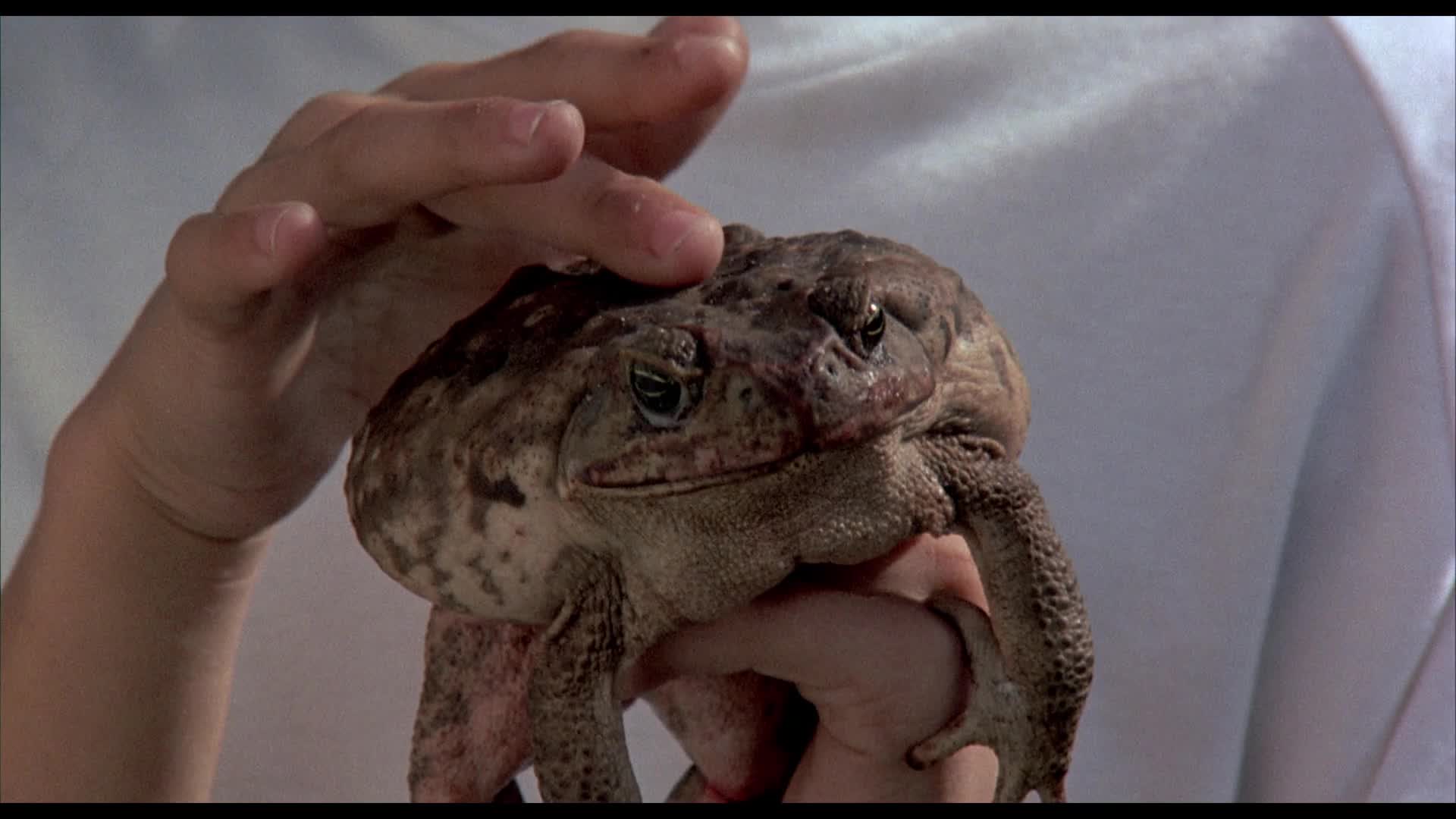 Watch Frogs for Free Online | Pluto TV