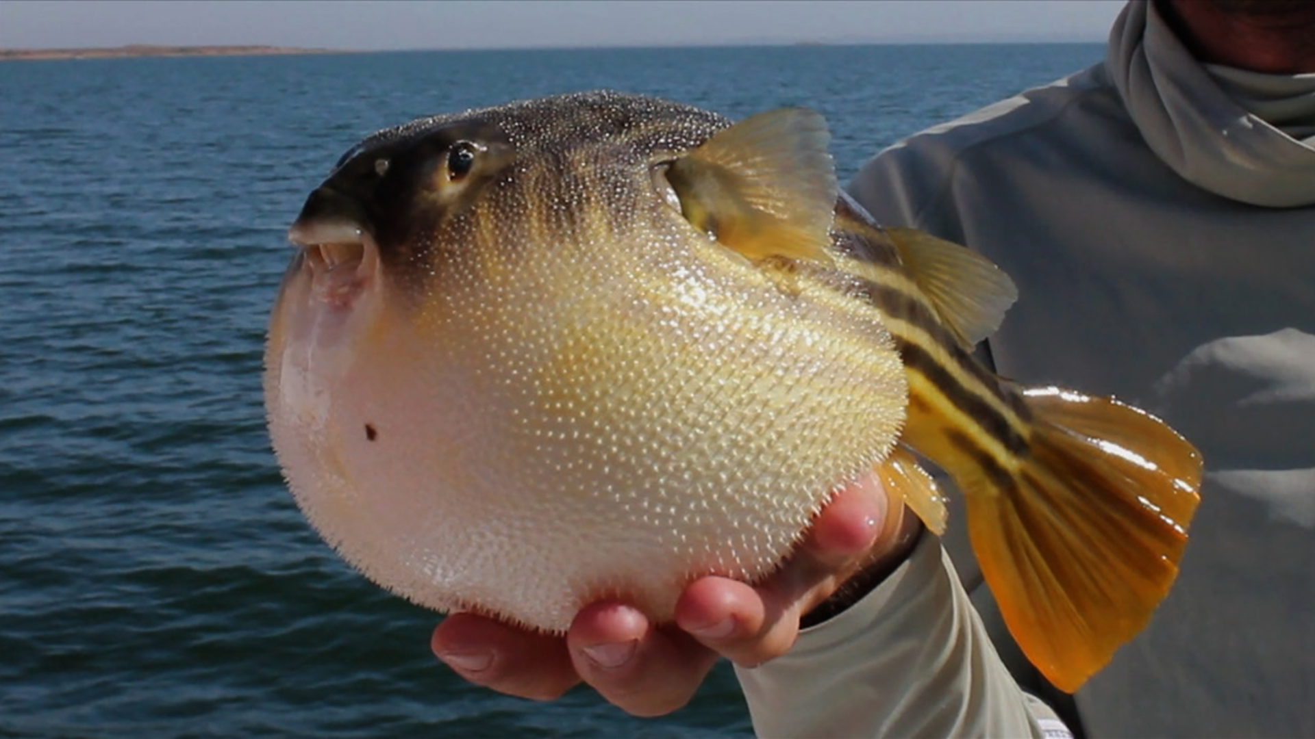 Watch Soulfish 2: Fish Mode for Free Online | Pluto TV