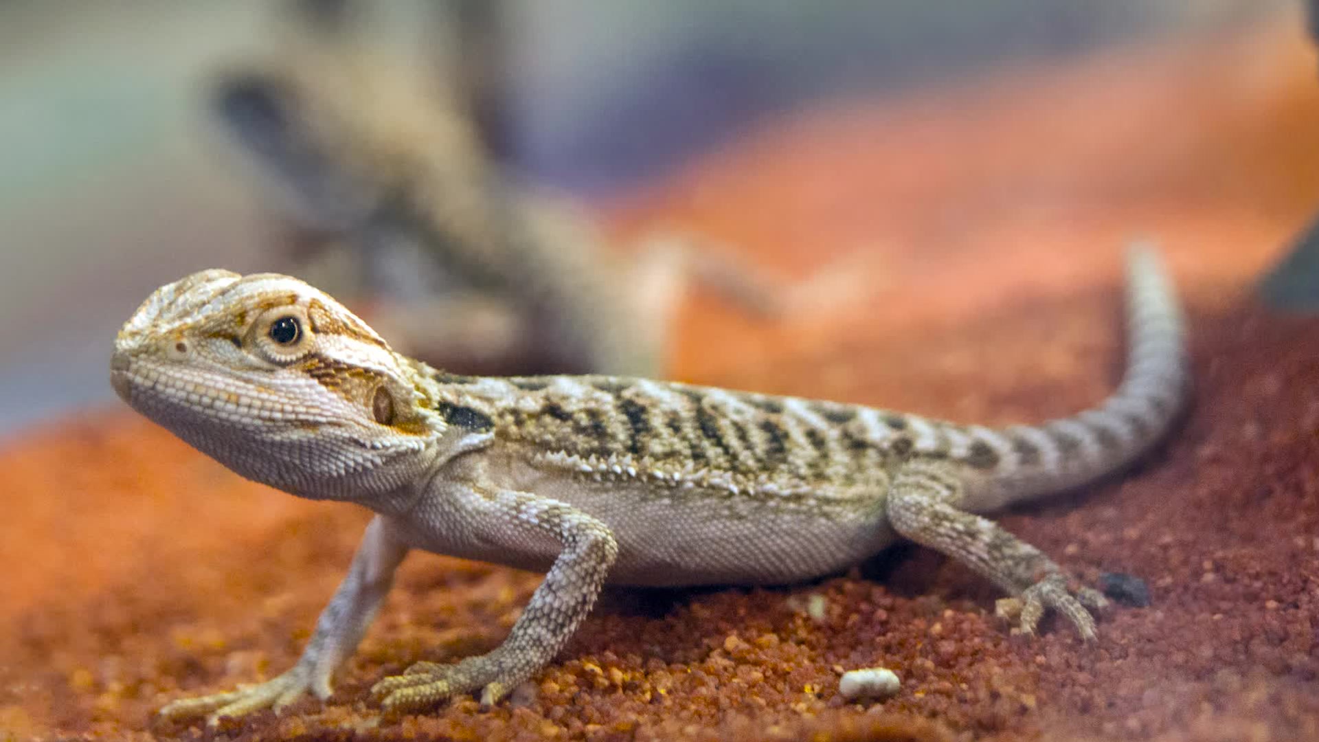 Ver Kid Brainiac: Lovin' Lizards gratis en línea | Pluto TV