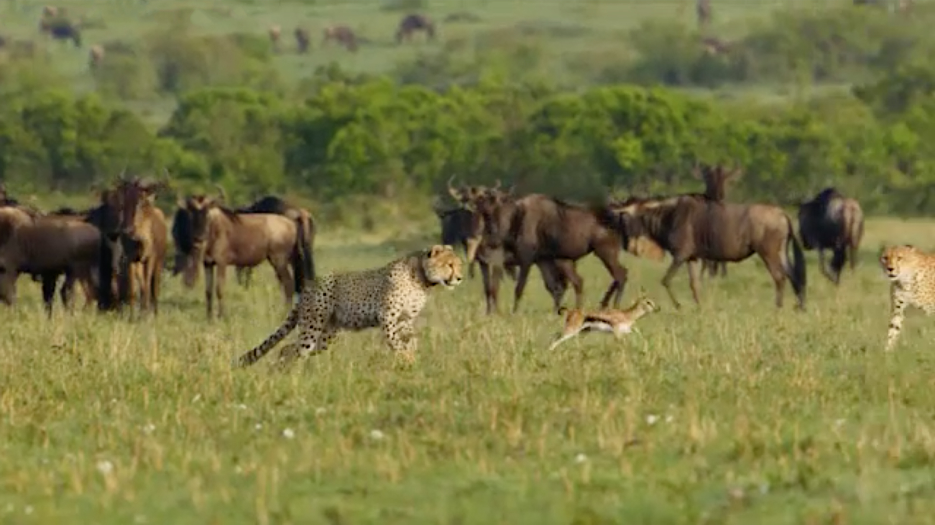 Watch The Incredible Five - A Cheetah's Tale for Free Online | Pluto TV