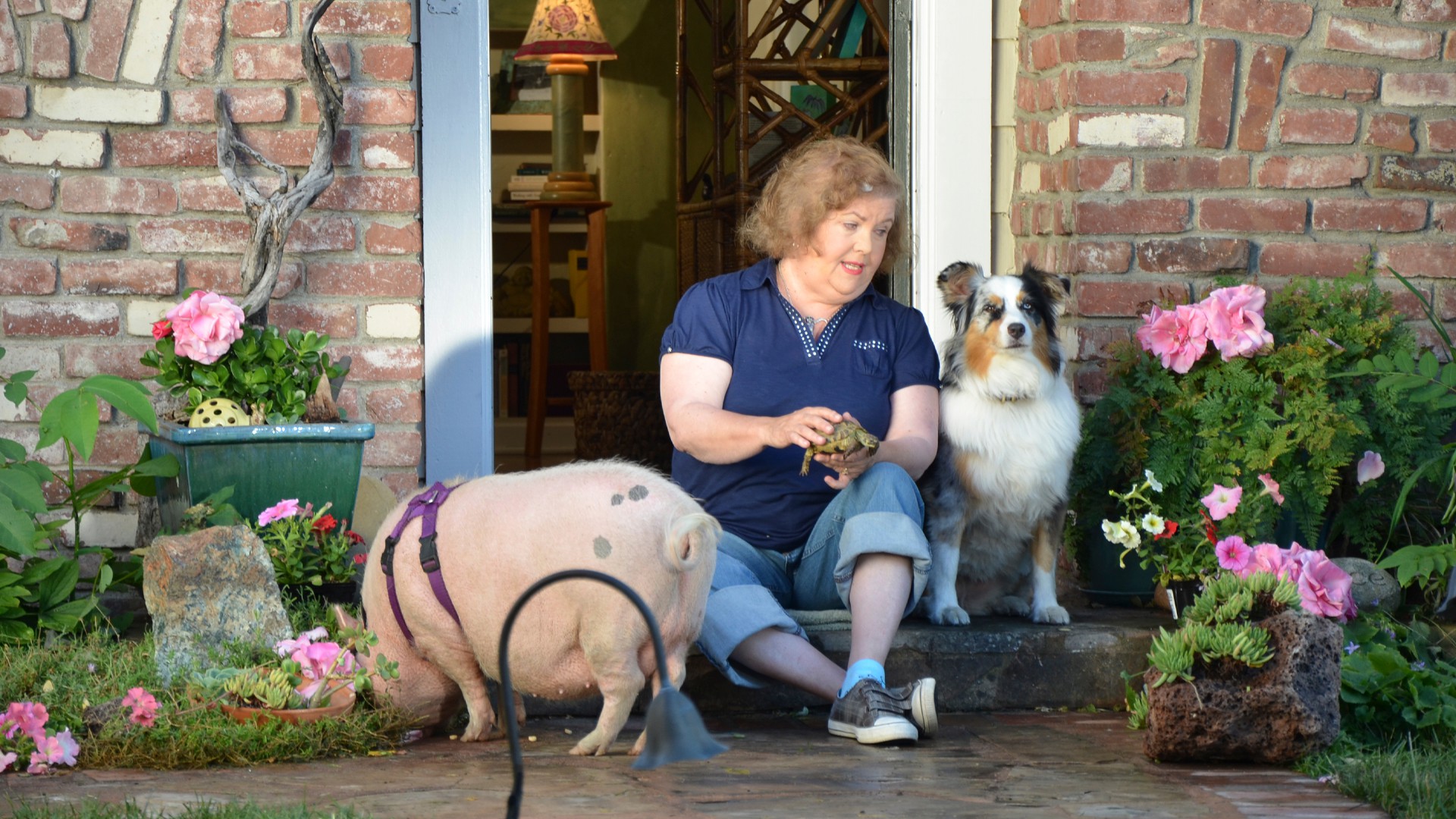 Seeker & Fetch grátis | Pluto TV