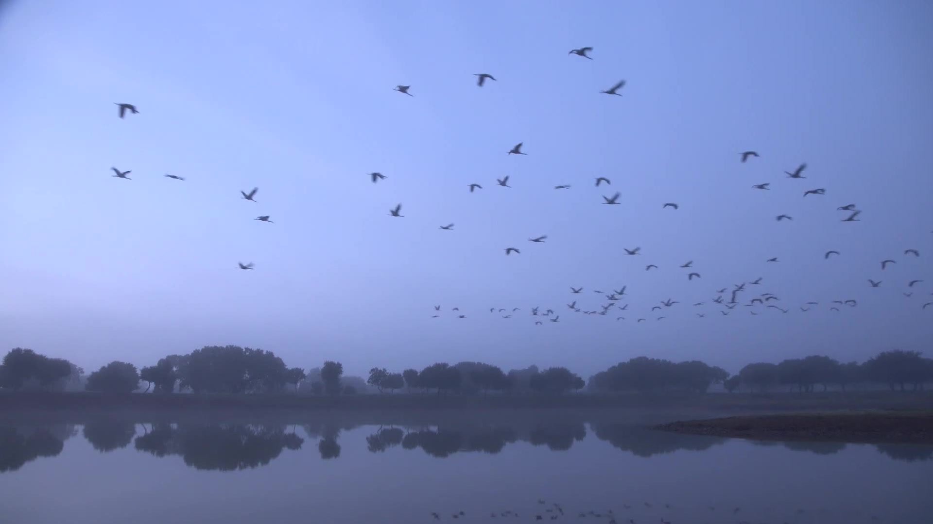 The Birds of Winter on Pluto TV