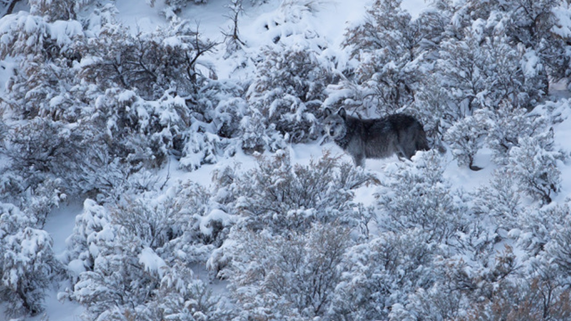 Watch Return of the Wolves for Free Online | Pluto TV