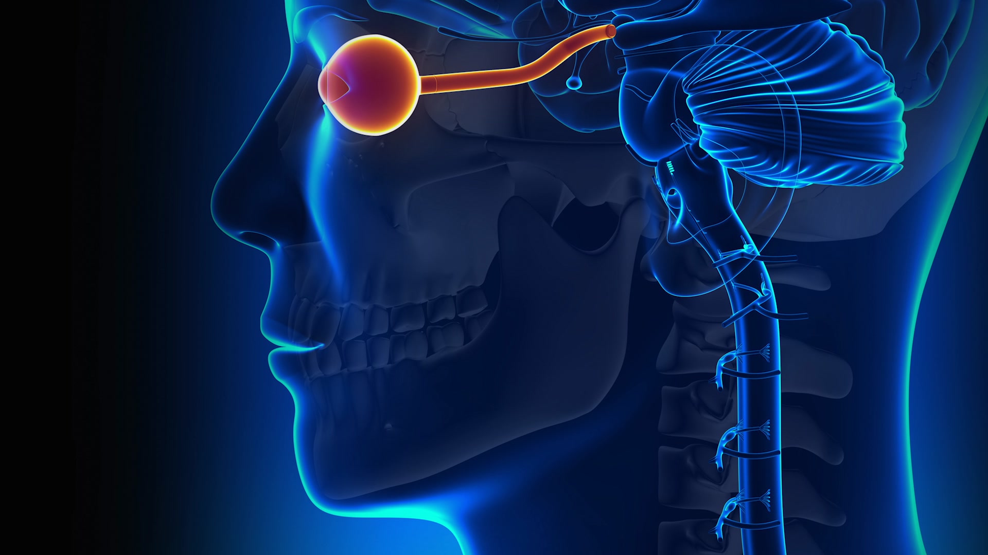 Watch Sight: The Story Of Vision for Free Online | Pluto TV