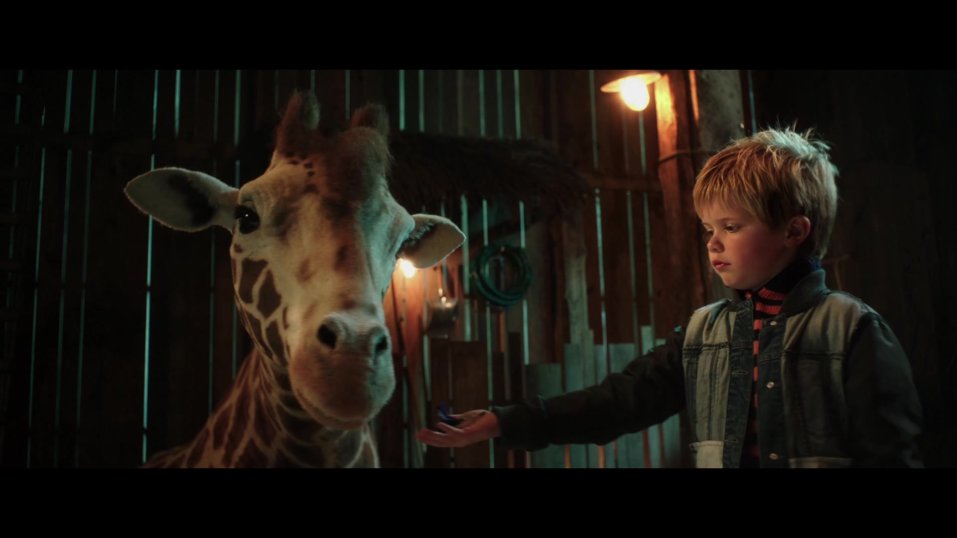 Watch My Giraffe for Free Online | Pluto TV