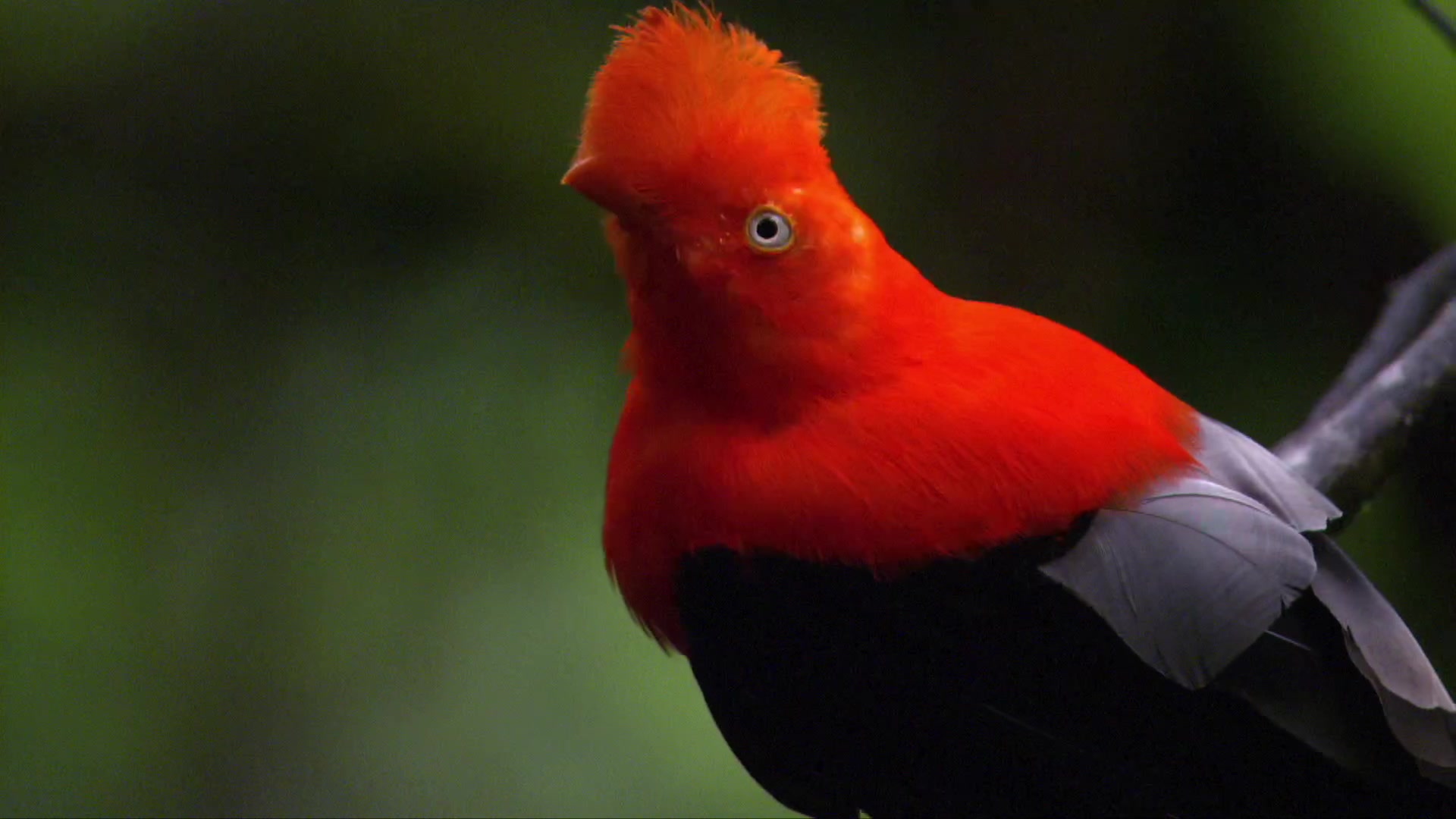 Watch The Real Angry Birds for Free Online | Pluto TV