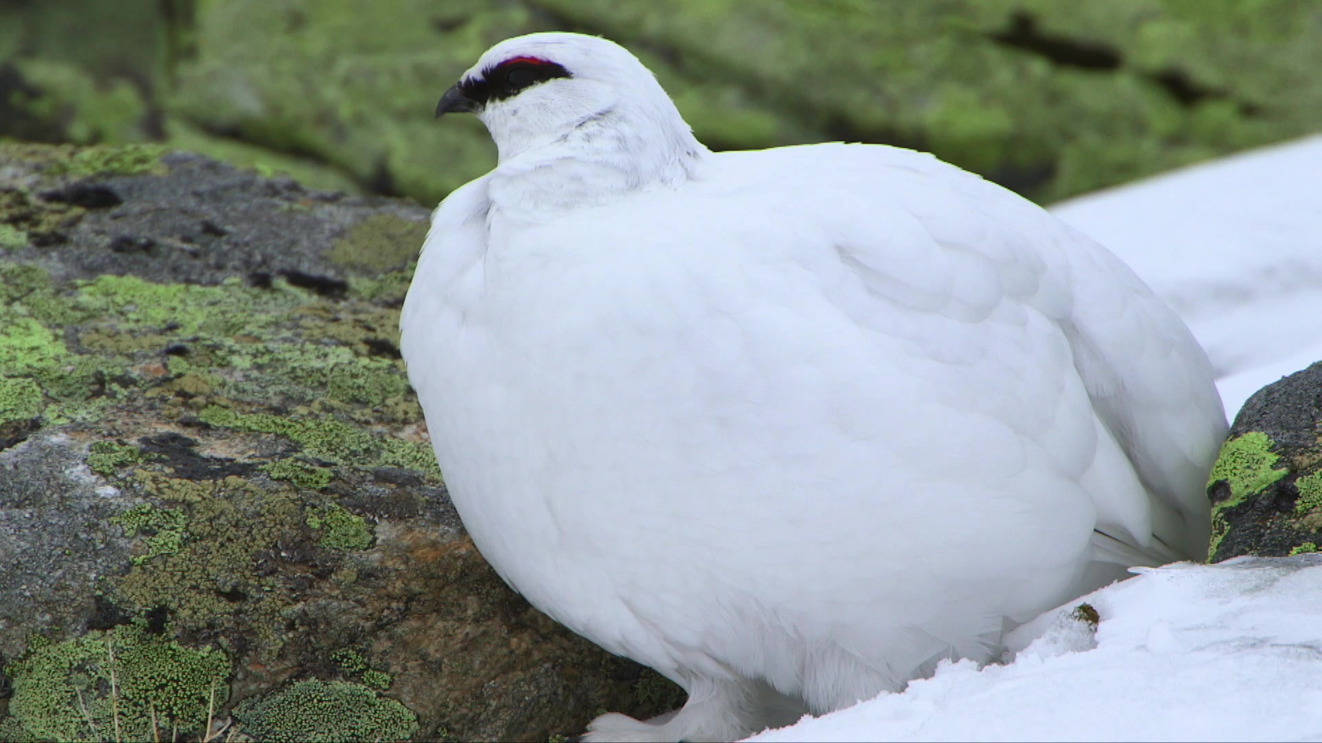 Watch Eagles - Kings of the Skies for Free Online | Pluto TV