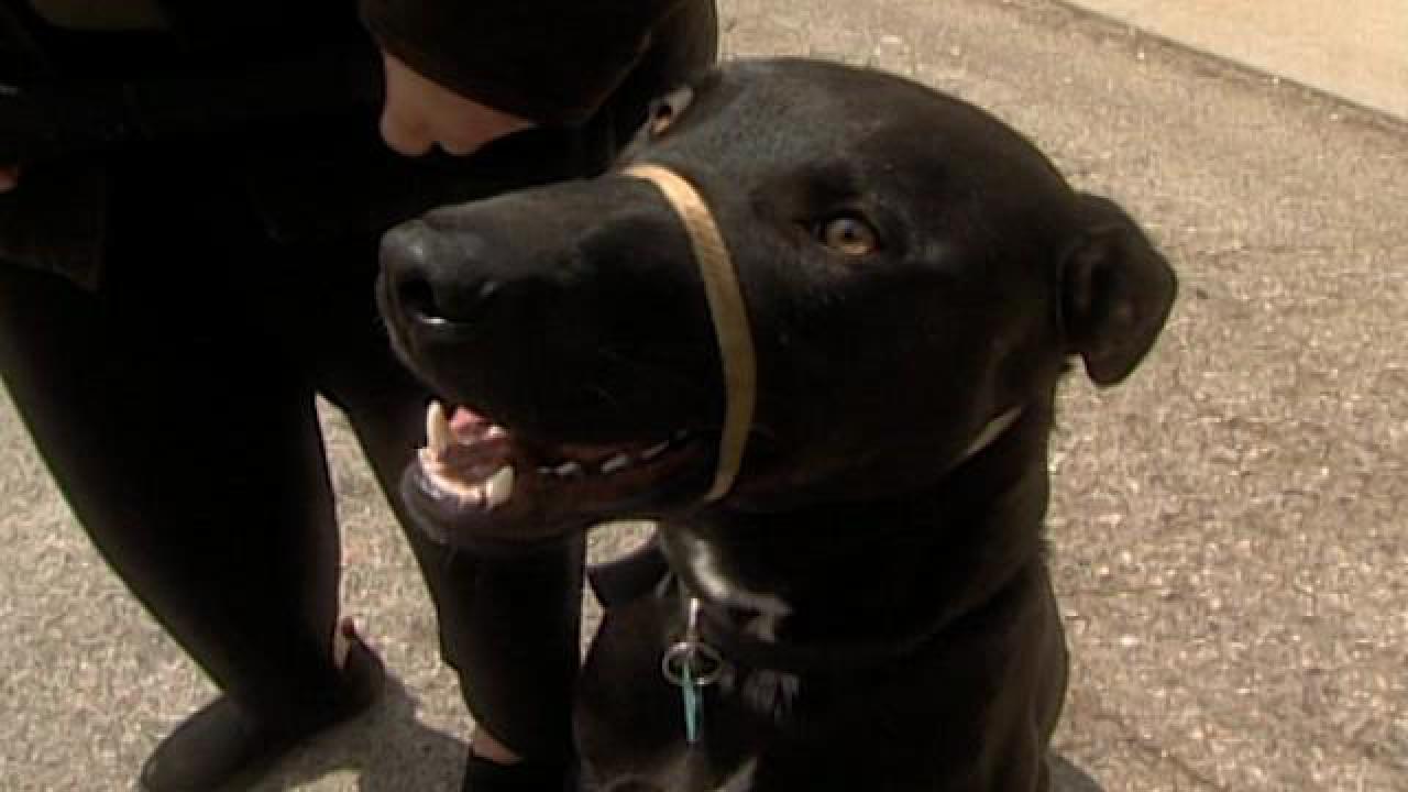 Watch Dog Whisperer with Cesar Millan Season 1 Free | Pluto TV