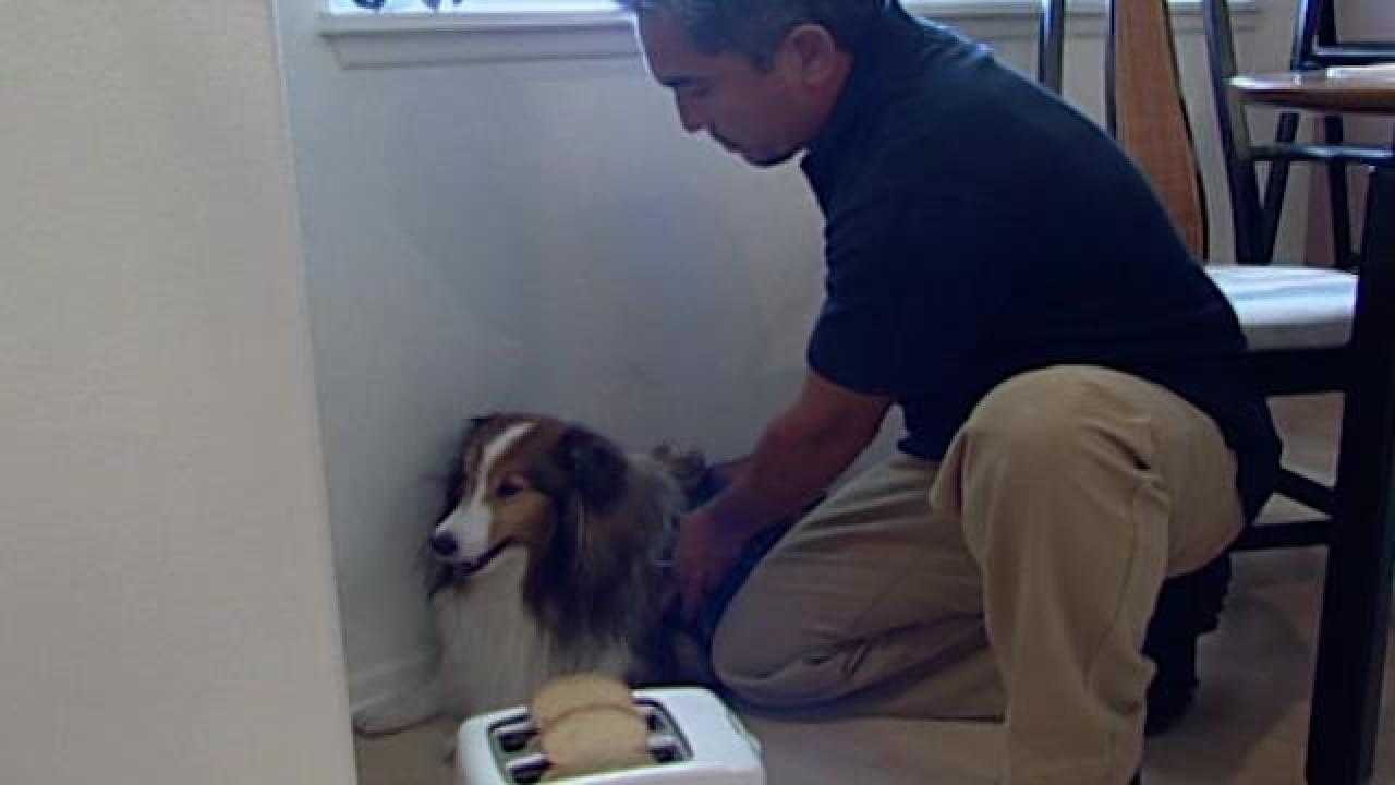 Dog Whisperer with Cesar Millan Season 1 - Pluto TV