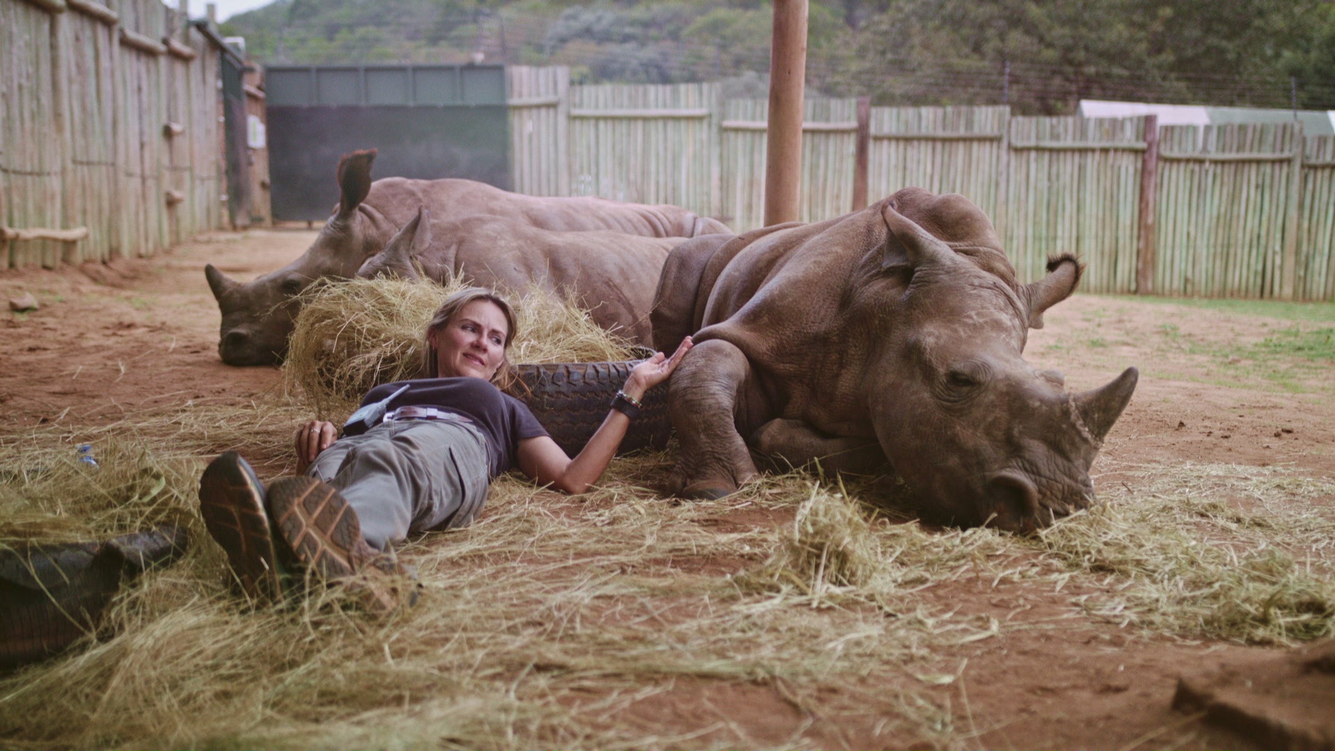 Watch The Last Horns Of Africa for Free Online | Pluto TV