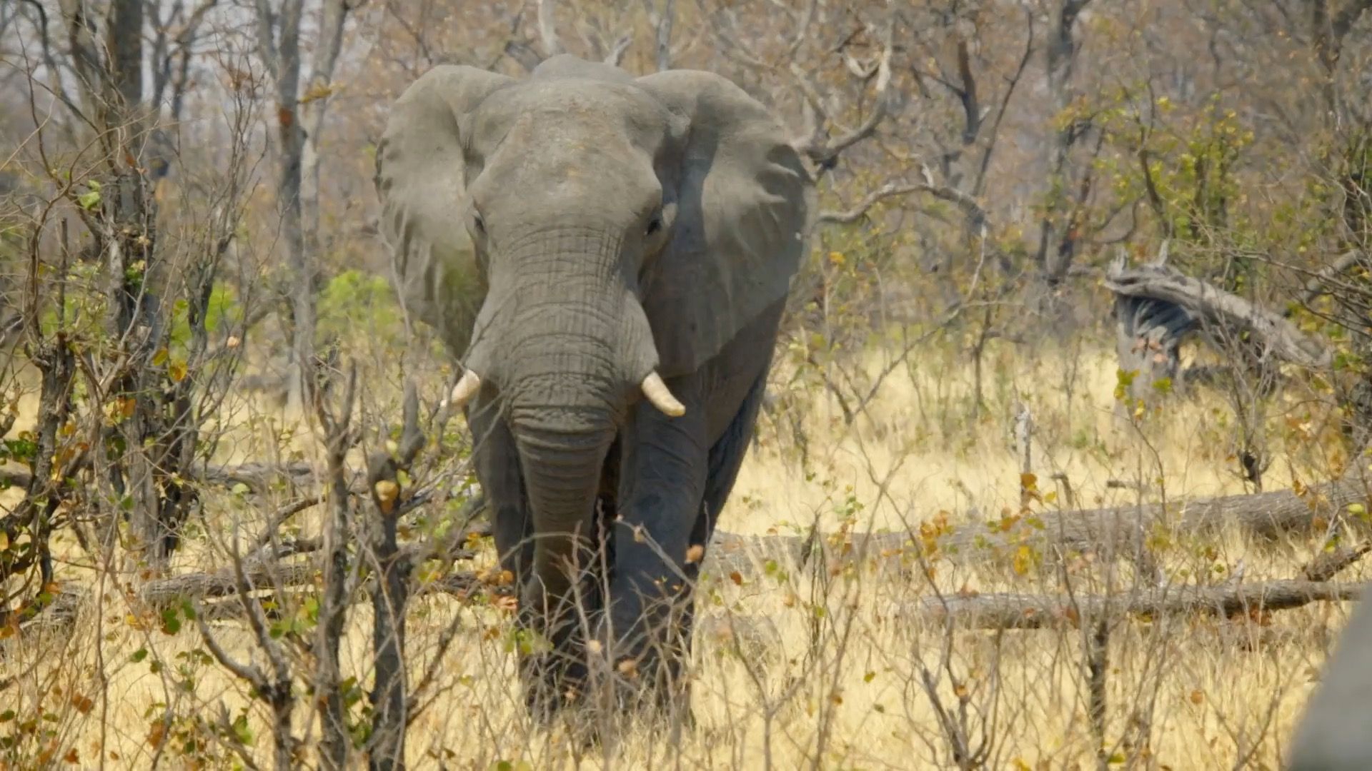 Watch Elephants: Changing Lives for Free Online | Pluto TV