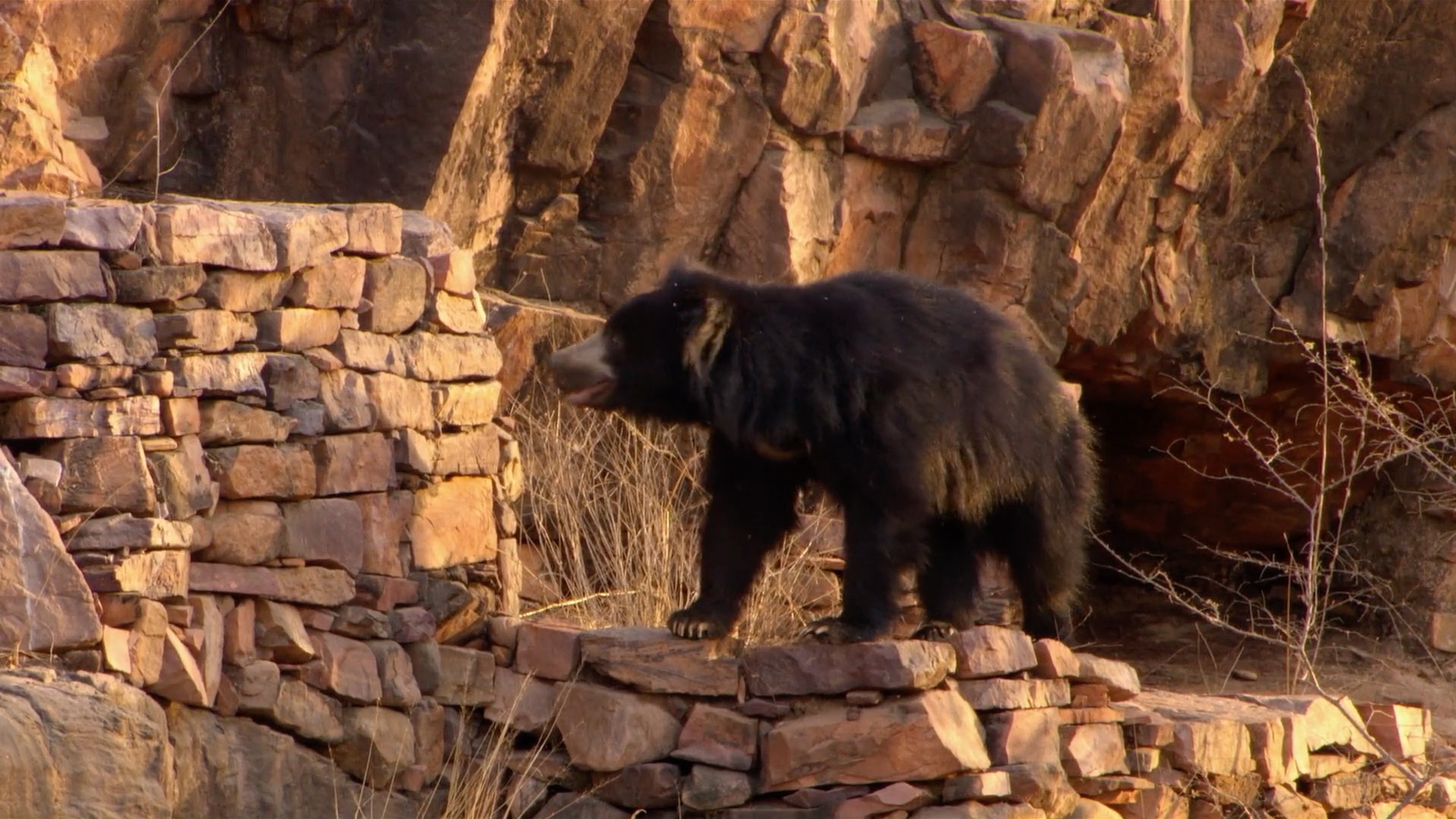 Watch Sloth Bears: Birth Of A Prince for Free Online | Pluto TV