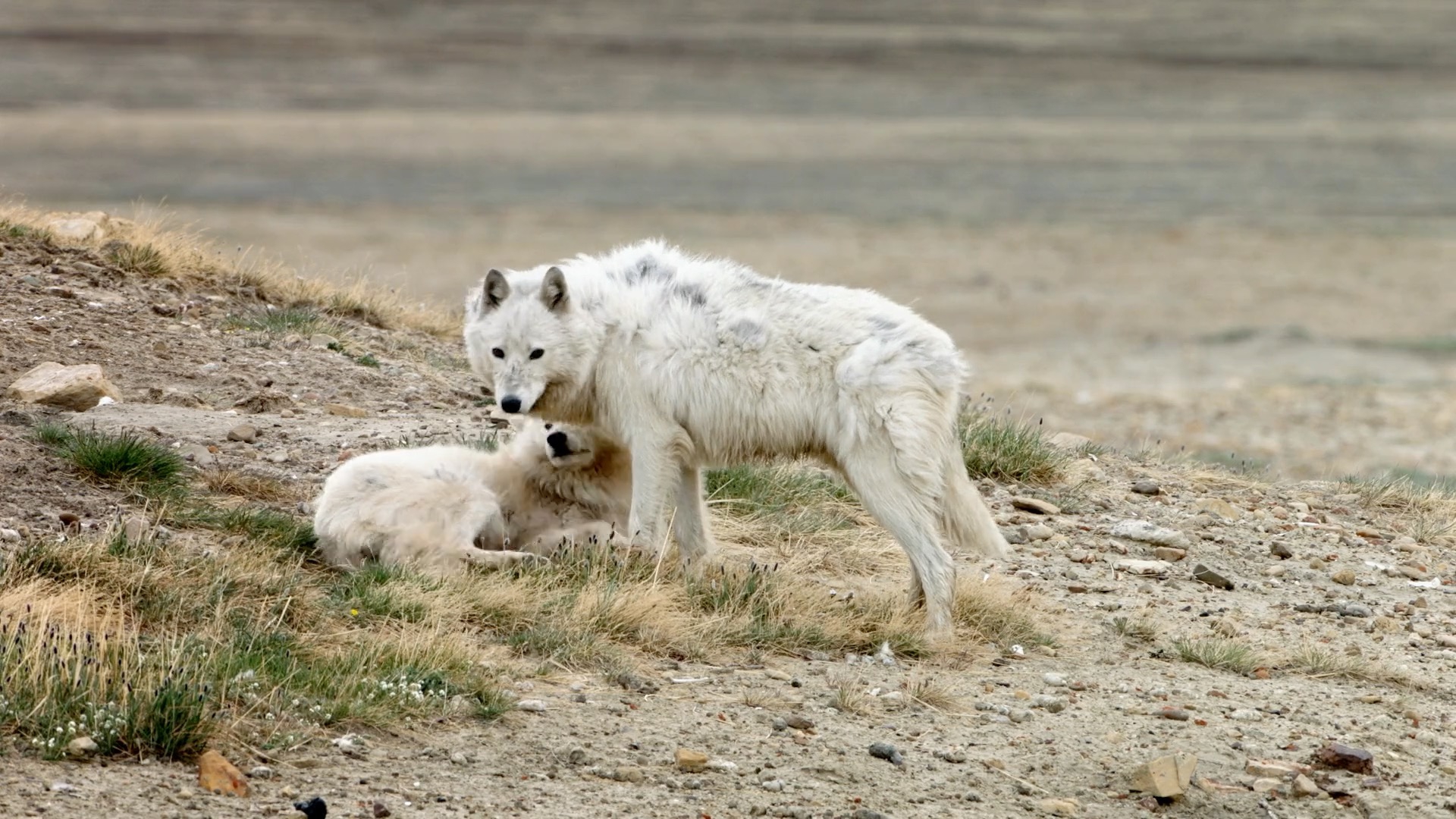 Watch Wolves: Power Of The Pack for Free Online | Pluto TV