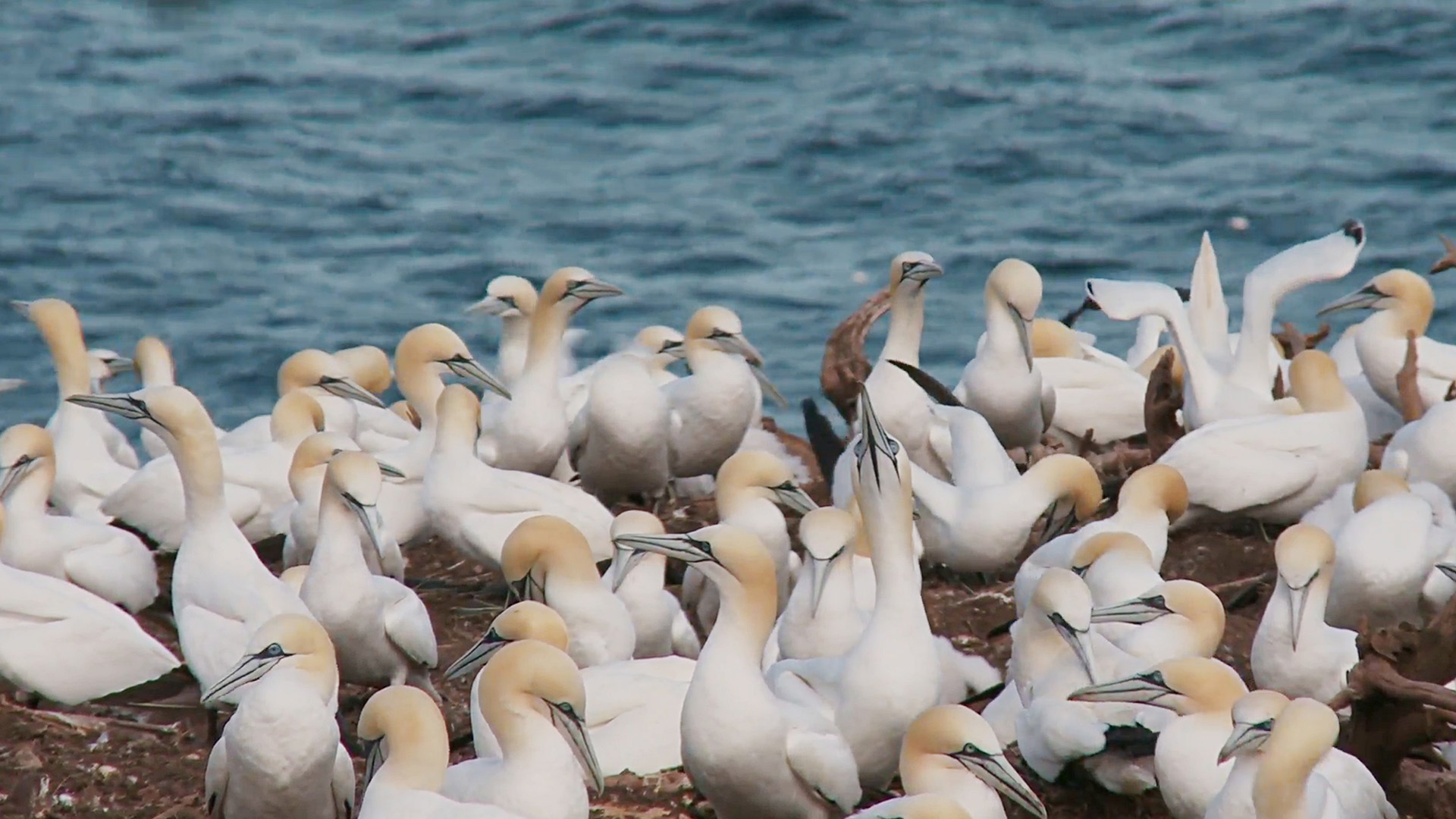 Watch Home Of The Seals: On Brittany's Wild Coast for Free Online | Pluto TV