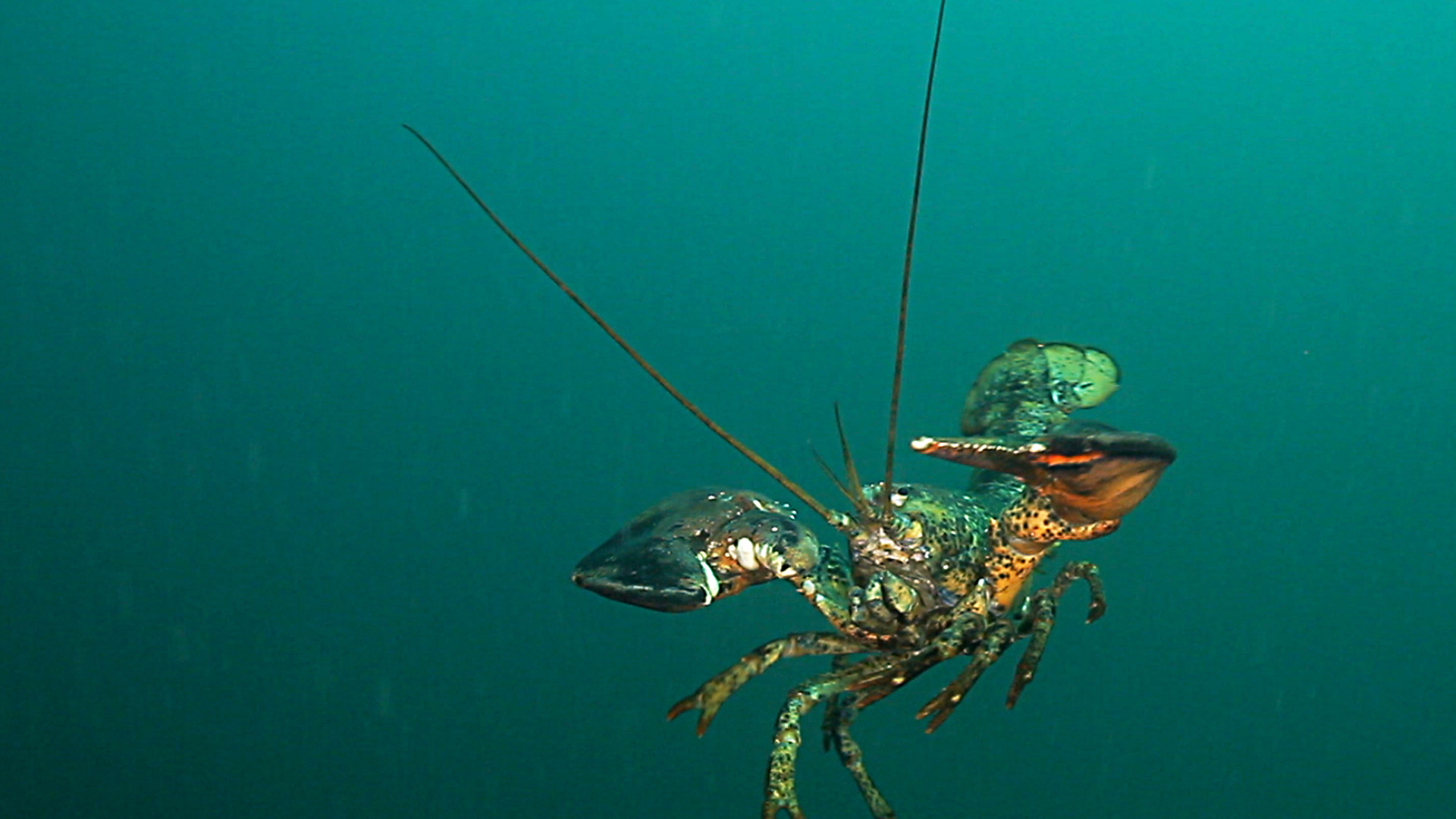 Watch Lobsters - Knights Of The Deep for Free Online | Pluto TV