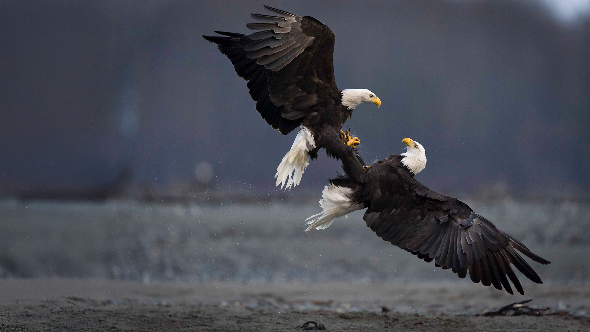 Watch Eagles: Kings Of The Skies for Free Online | Pluto TV