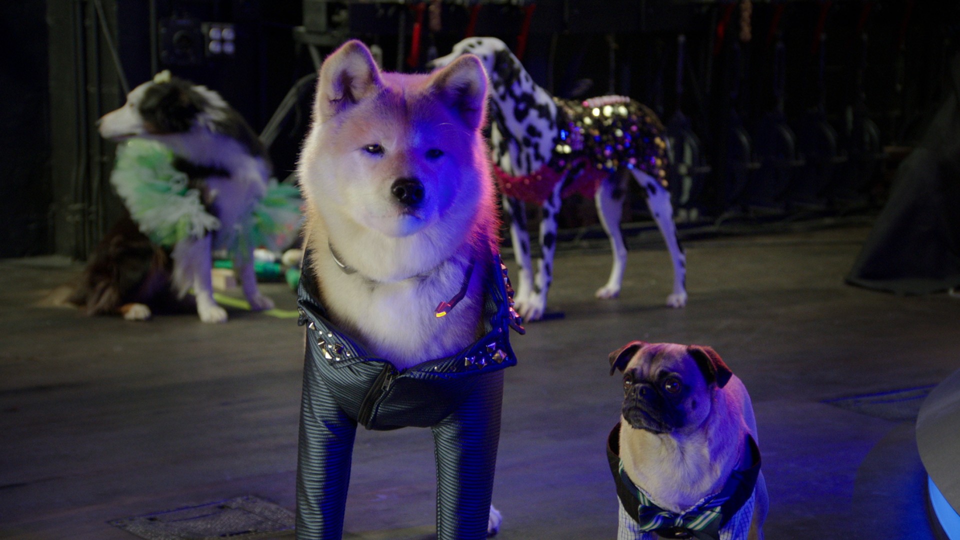 Watch Pup Star for Free Online | Pluto TV