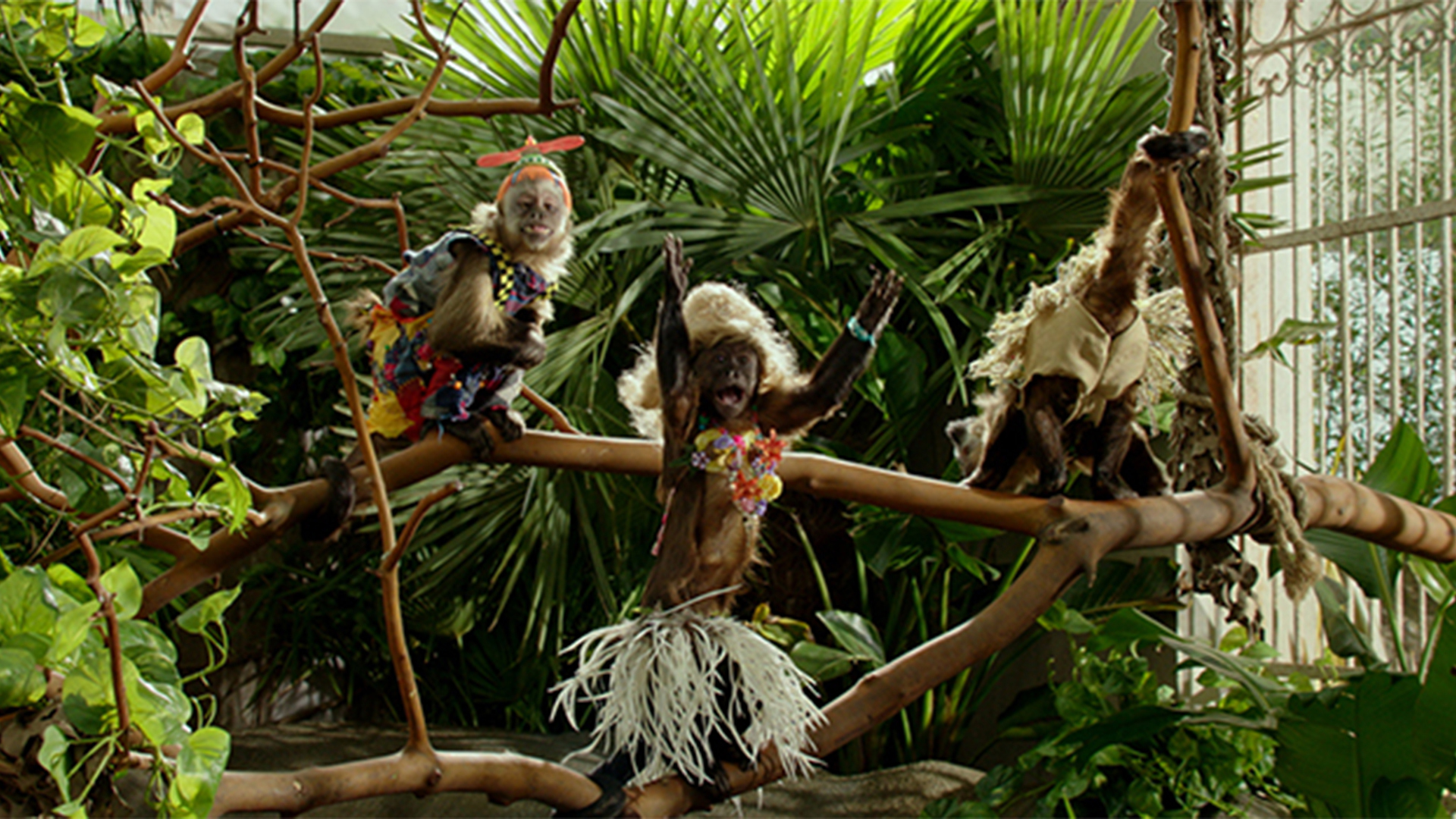 Watch Monkey Up for Free Online | Pluto TV
