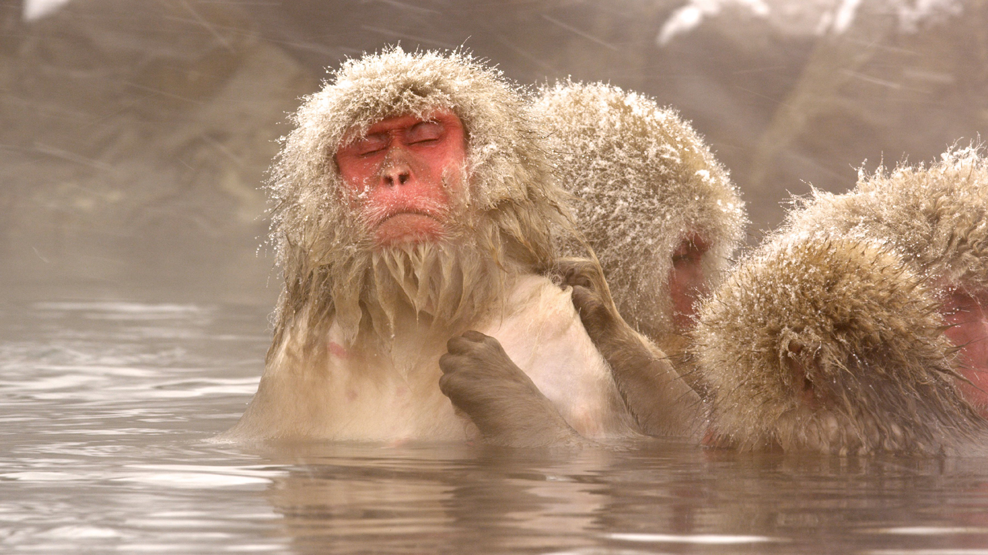 Watch Snow Monkeys for Free Online | Pluto TV