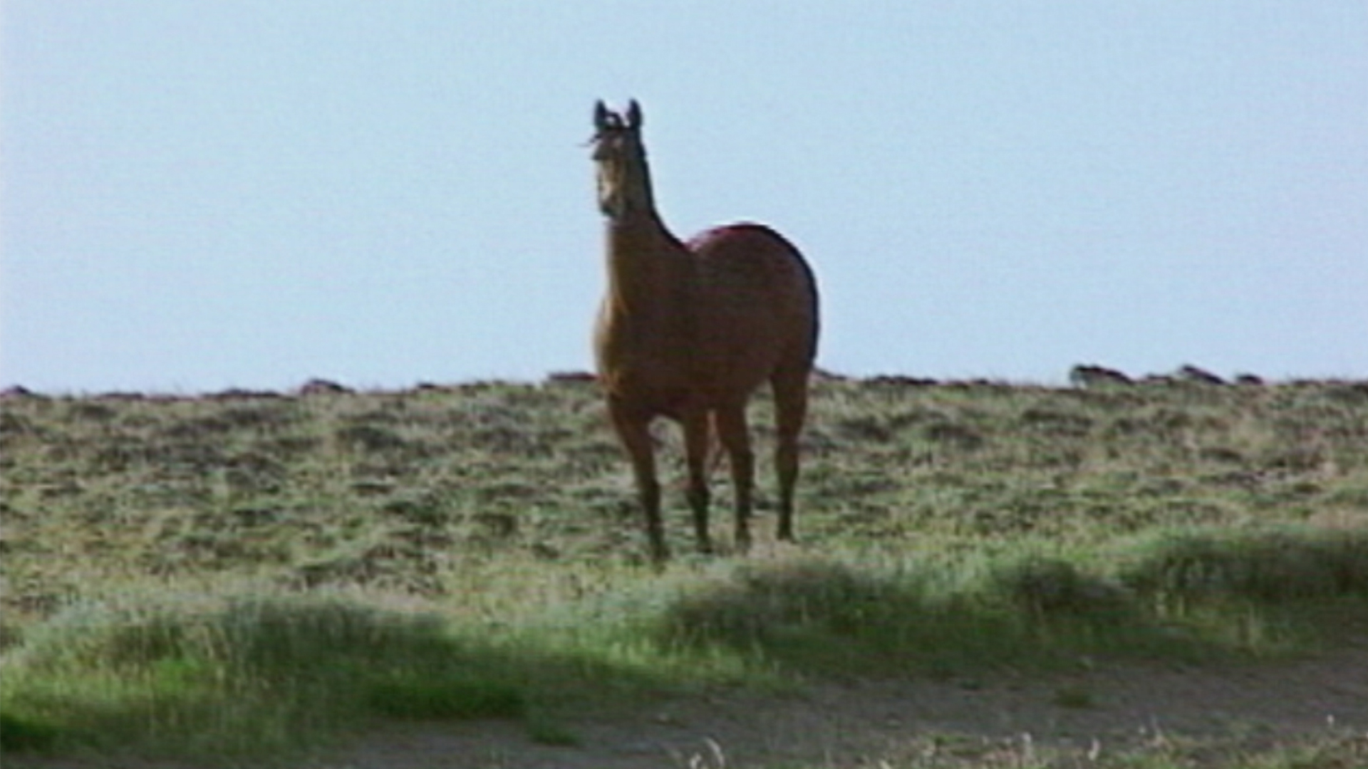 Watch Cowboy Country for Free Online | Pluto TV