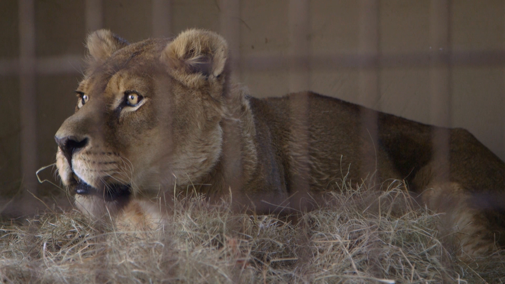 Watch Wild Animal Rescue Season 1 Free | Pluto TV