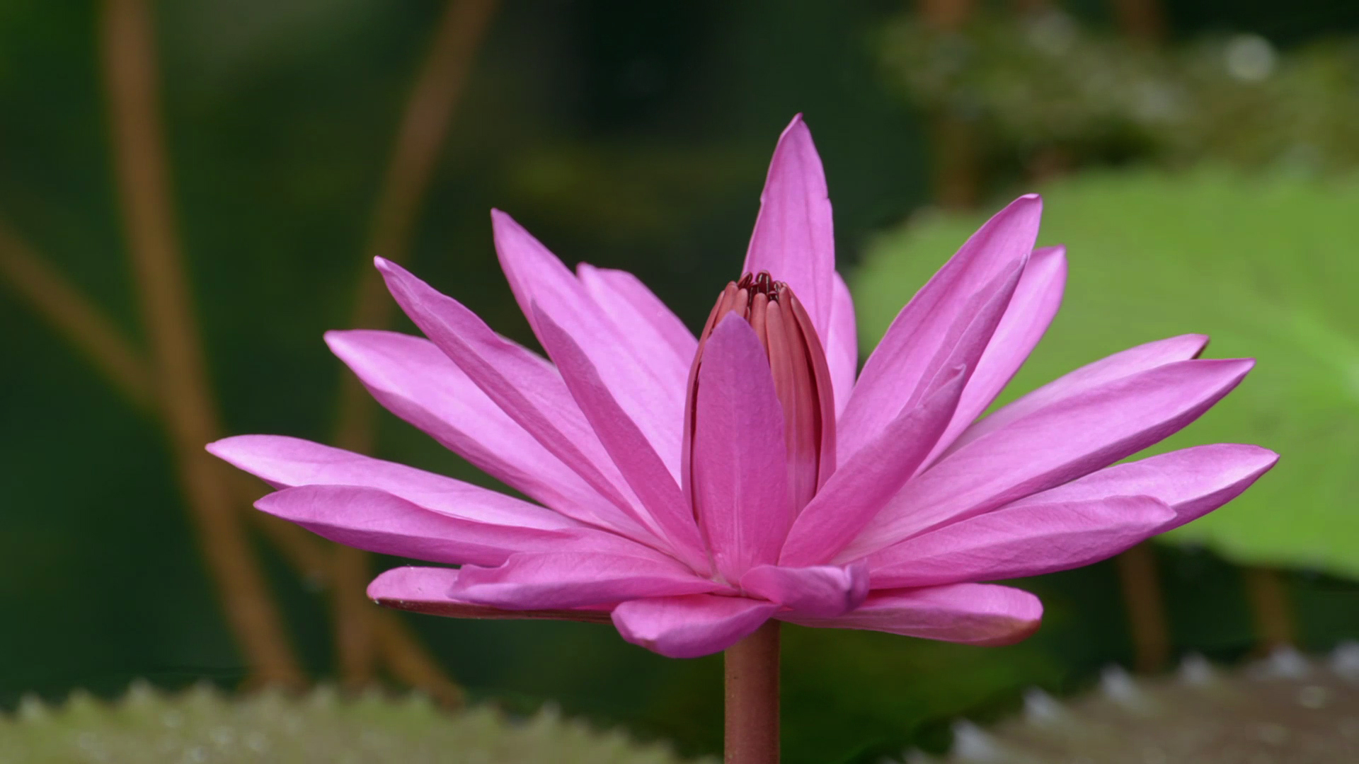 Guarda Secrets of Wild Australia gratis online | Pluto TV