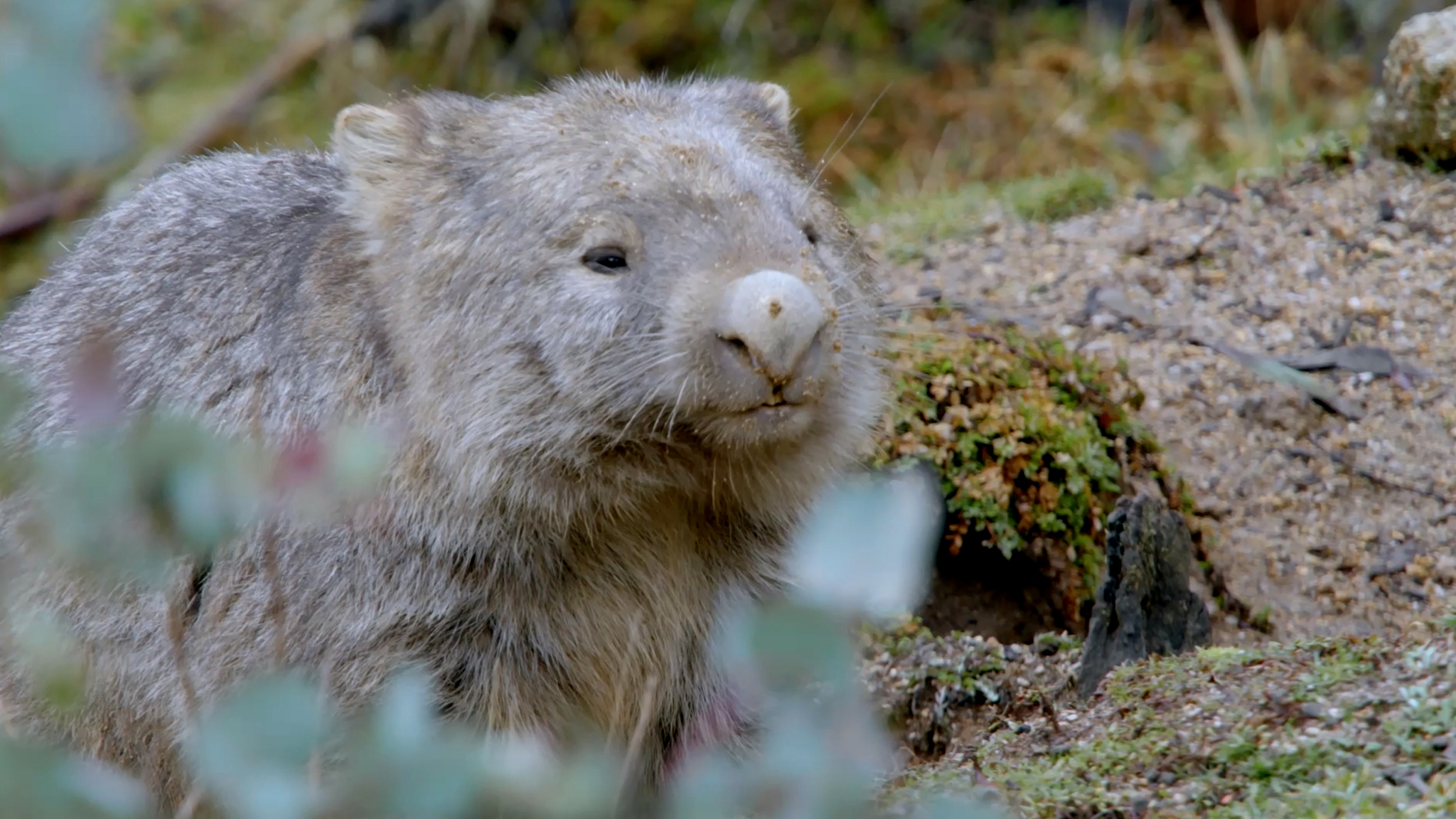 Watch La vida secreta del wombat Season 1 Free | Pluto TV
