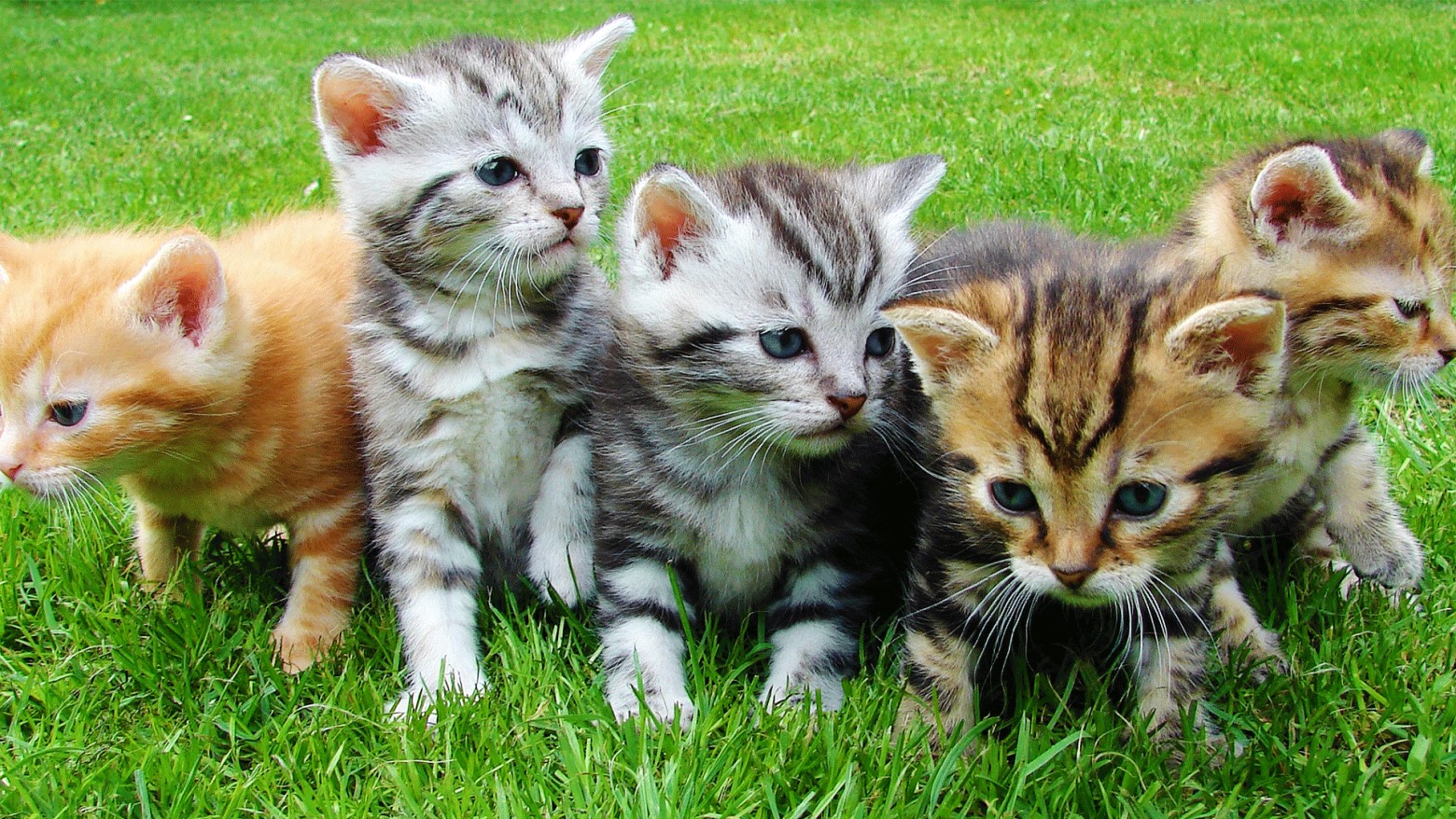 Ver Gatitos encantadores Temporada 1 Gratis | Pluto TV