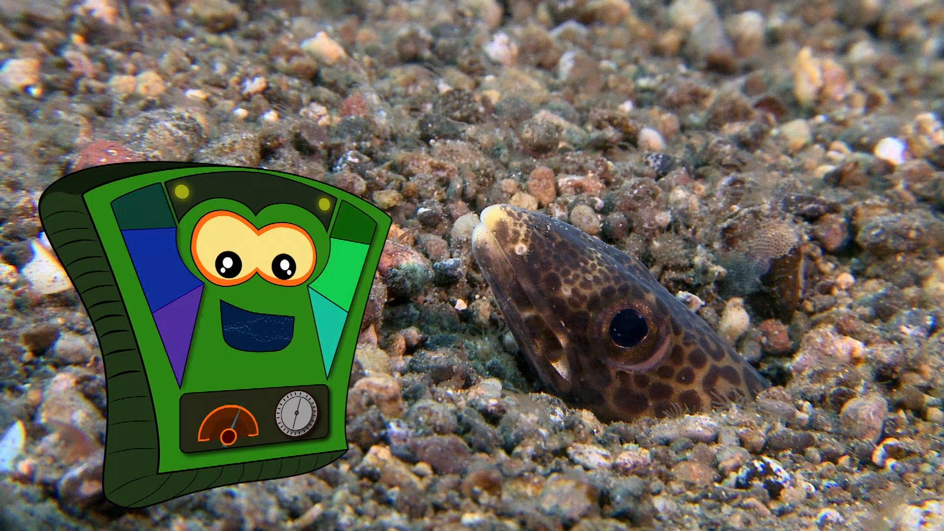 Ver My Animal Friends Underwater LAS Temporada 1 Gratis | Pluto TV