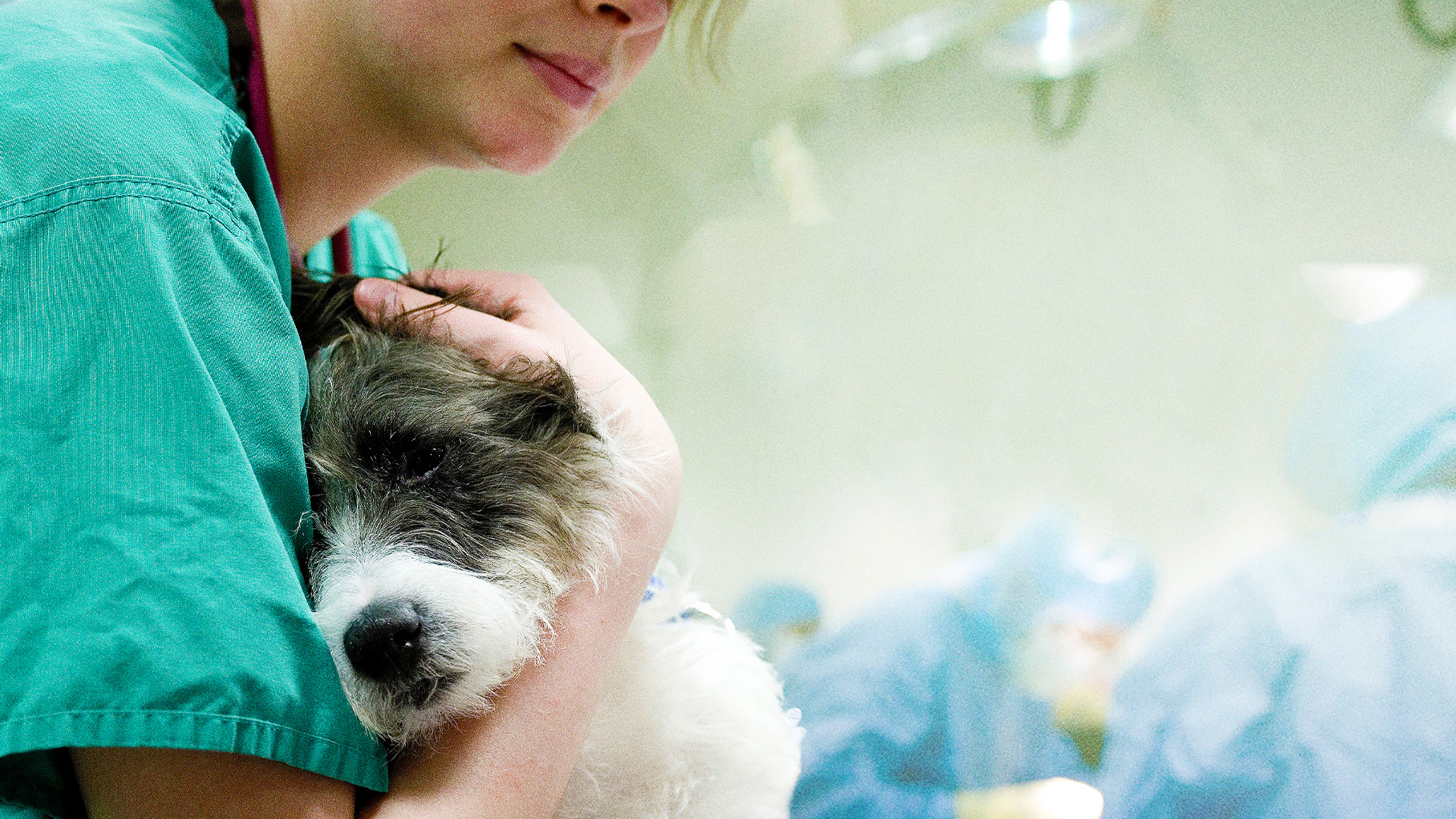 Watch Bionic Vet for Free Online | Pluto TV