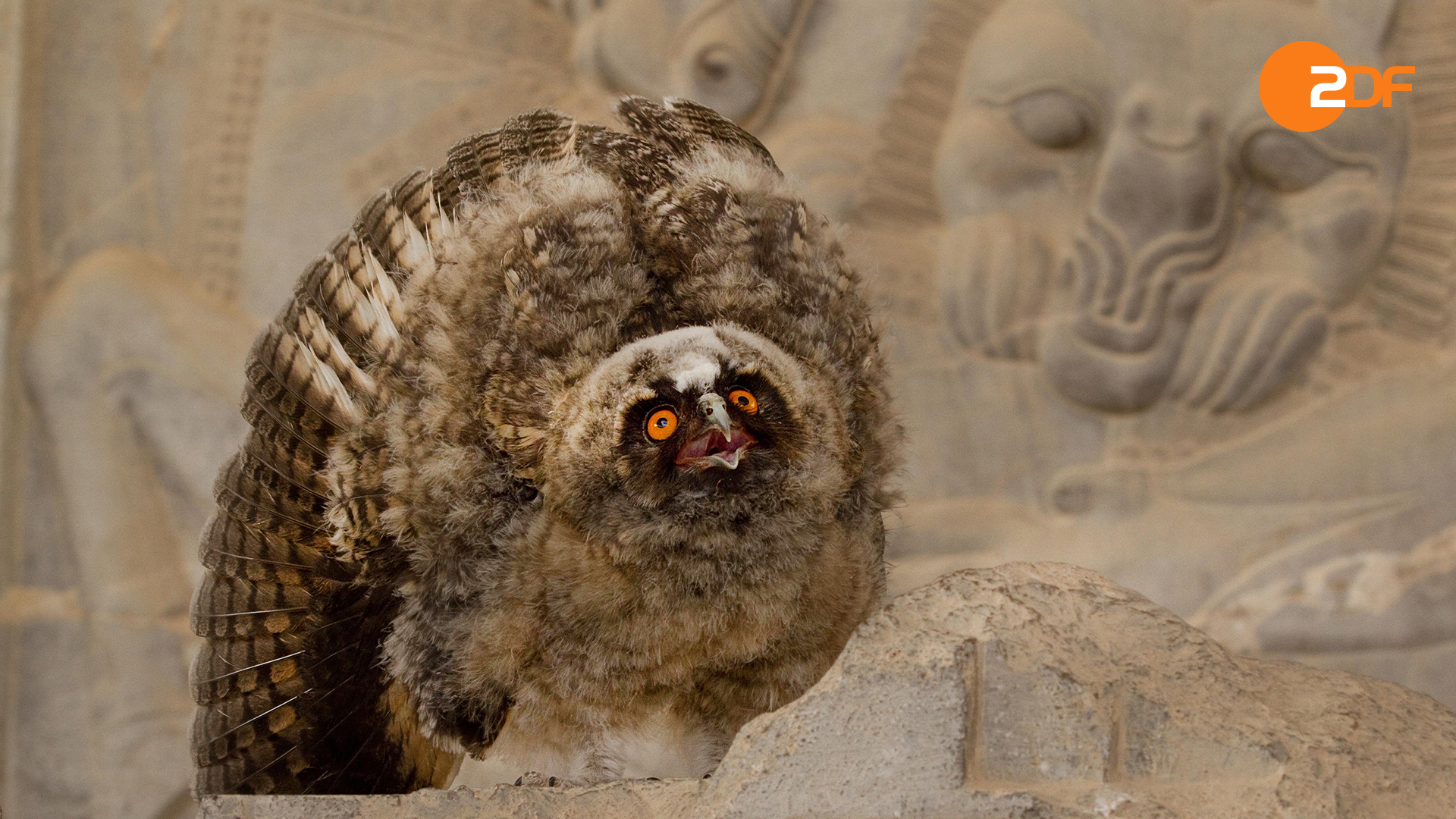 Schaue Wilder Iran kostenlos auf Abruf! - Pluto TV