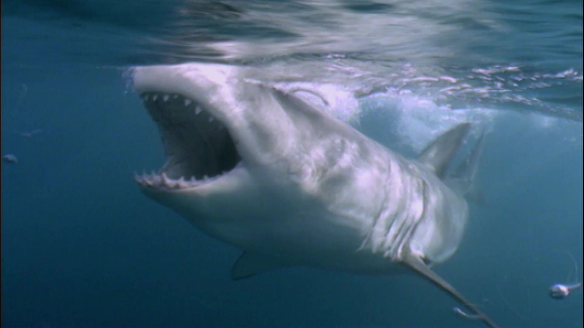 Watch When Sharks Attack Season 1 Free | Pluto TV