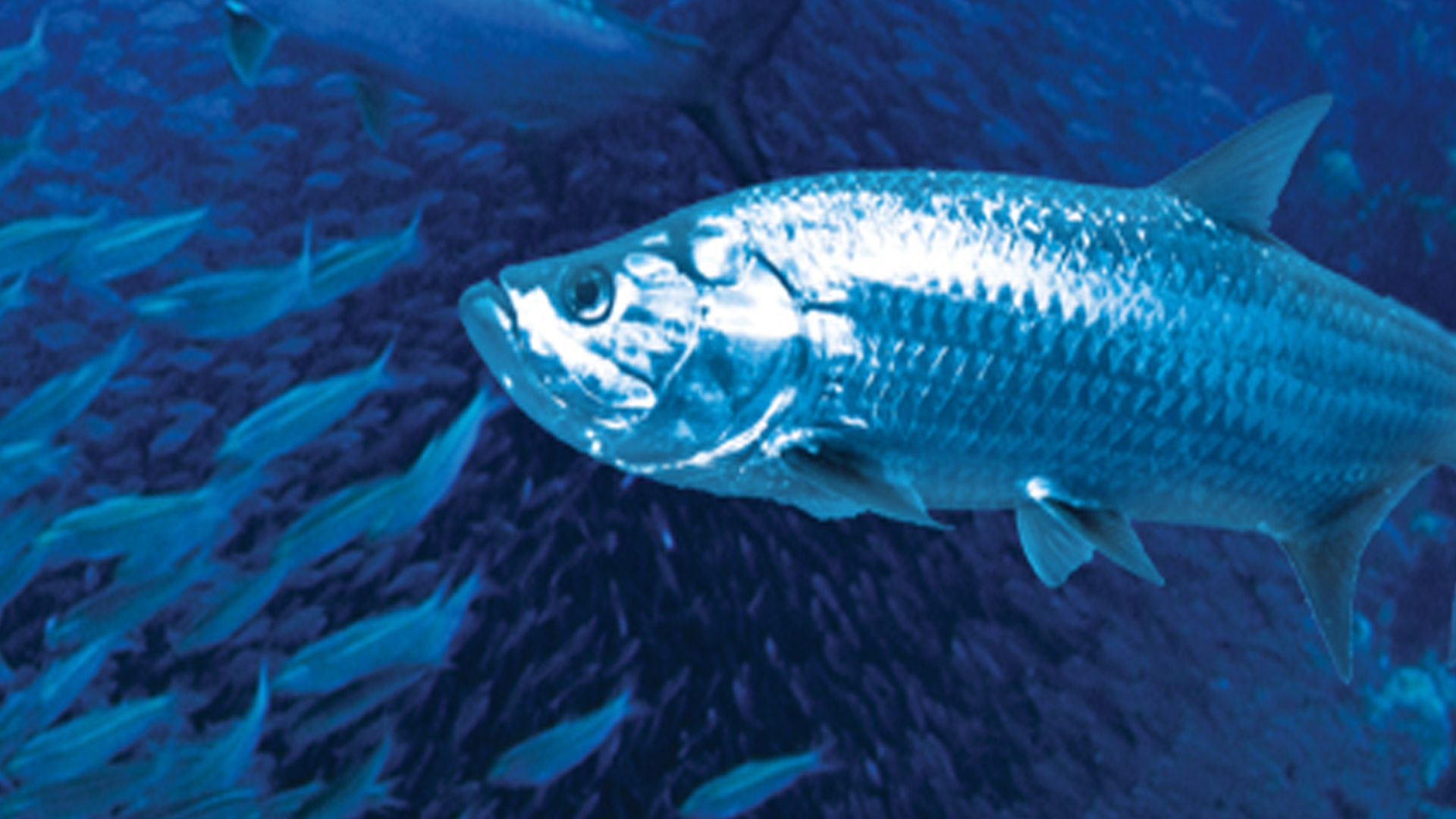 Leviathan - Planet Fly Fish Sæson 1, Episode 3 - Pluto TV