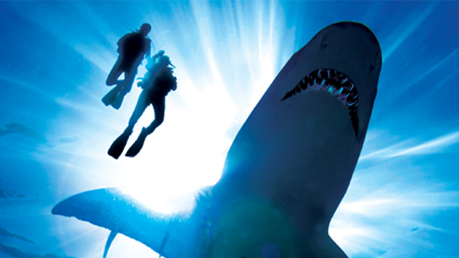 Sharks - Danger In the Sea Season 1 - Pluto TV