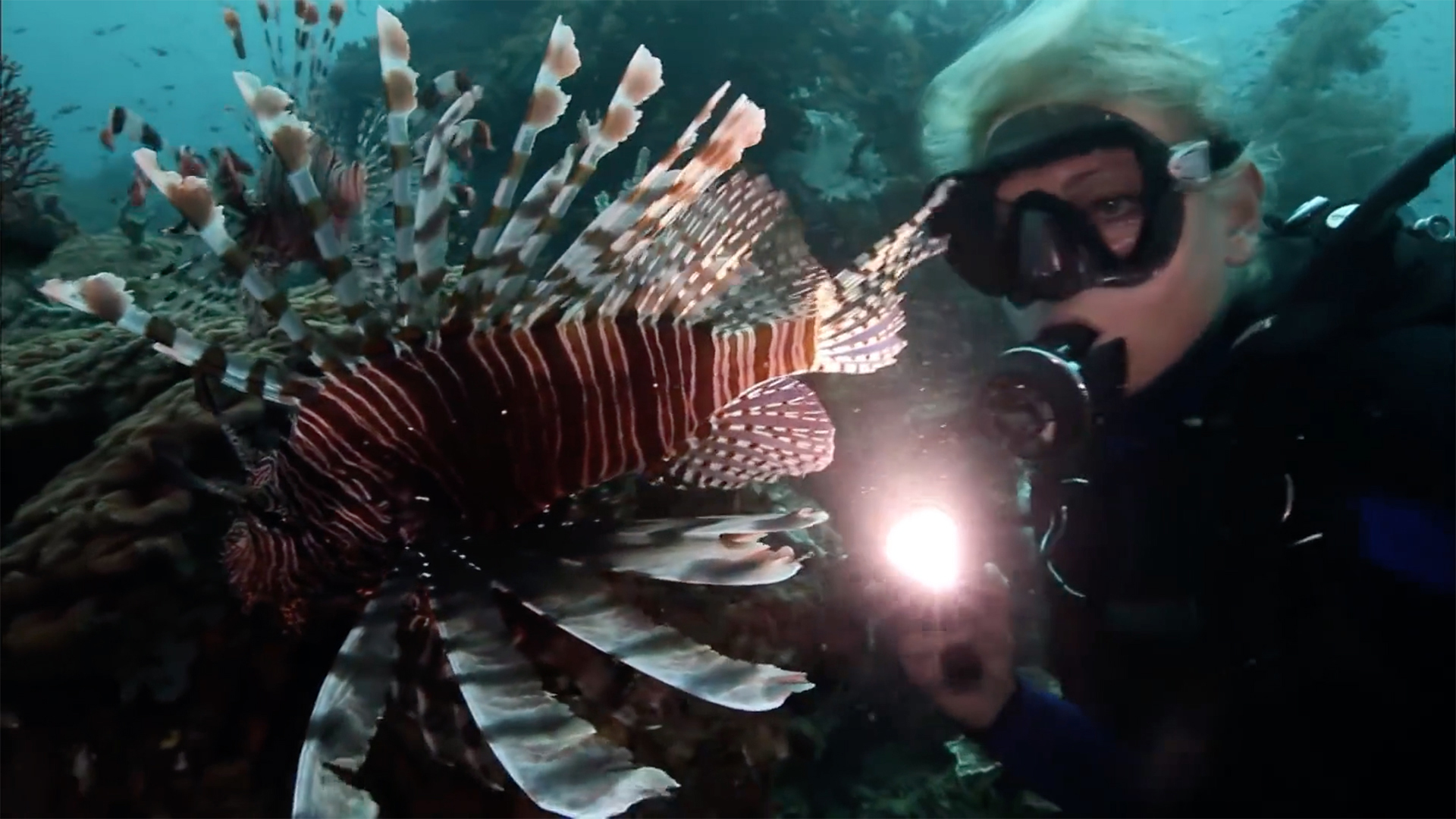 Guarda Predators of a Different Kind - In the World of the Unknown ...