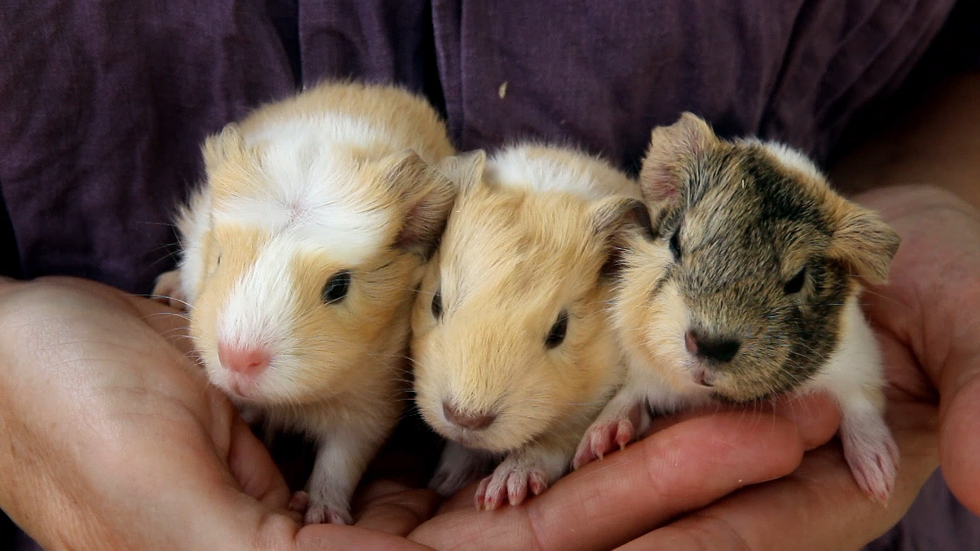 Guarda Baby Animals In Our World S 2 E 3 | Pluto TV