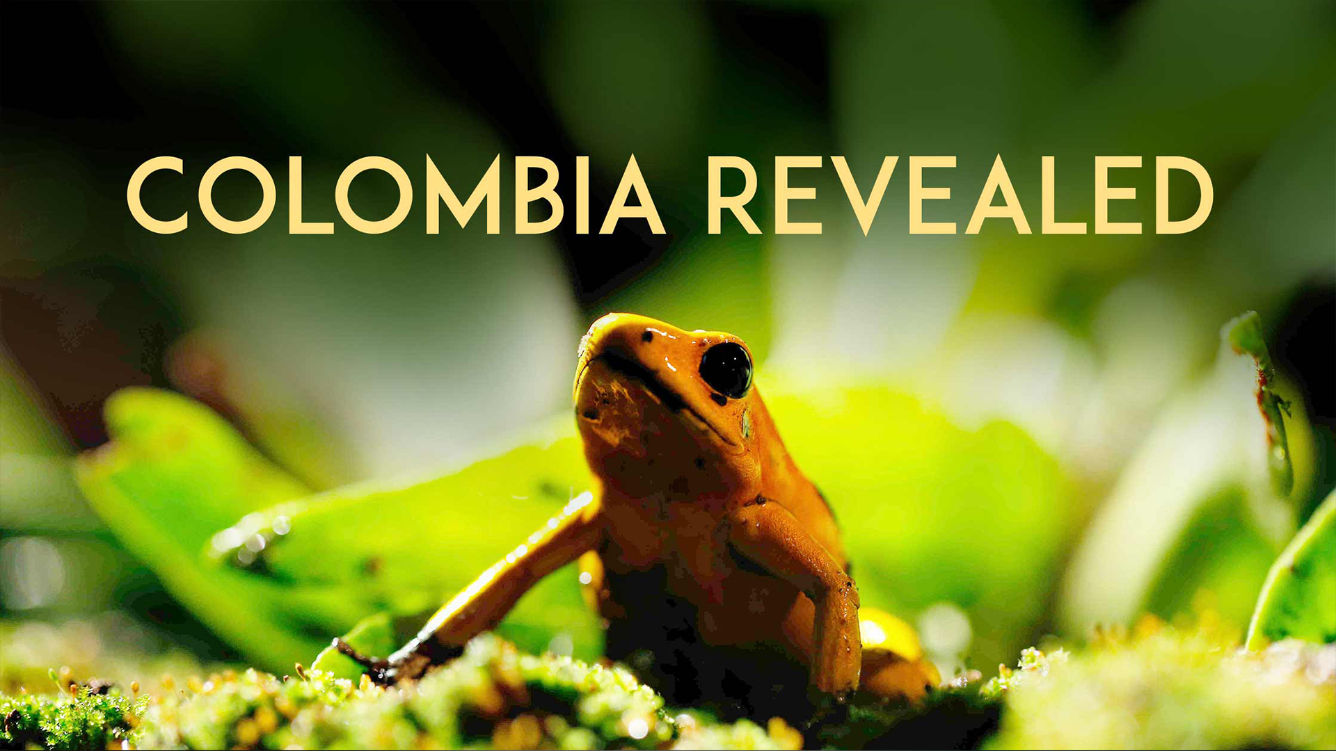 Watch Colombia Revealed Season 1 Free | Pluto TV
