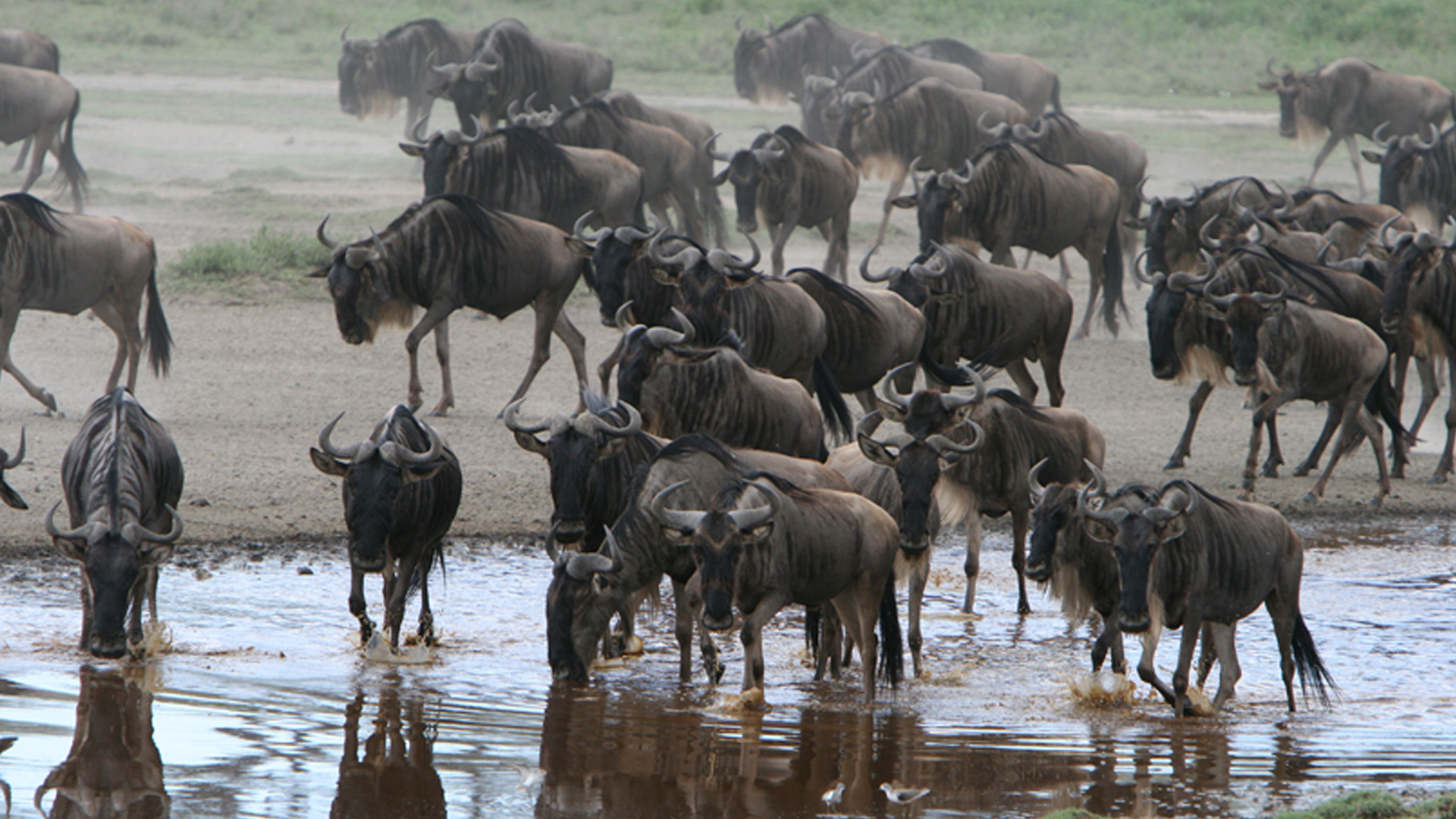The Hunt - Beautiful Serengeti Season 1, Episode 2 - Pluto TV